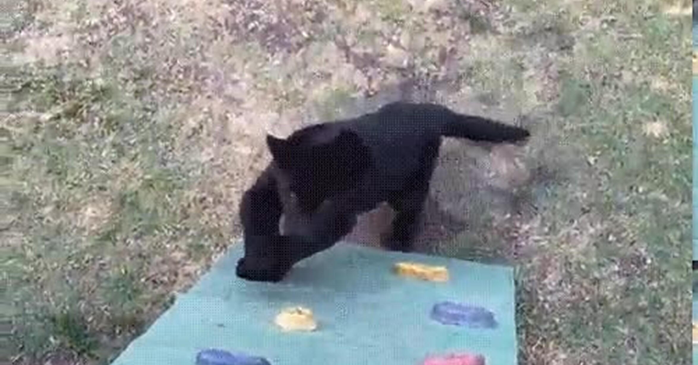 ¡Vaya GIF! / Simba no es muy listo pero es adorable