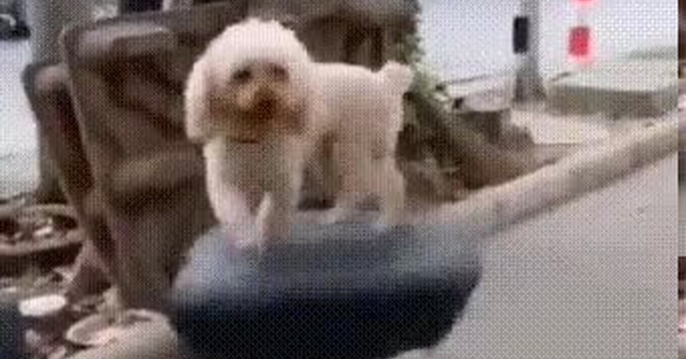 ¡Vaya GIF! / Un perro girando sobre una silla de oficina