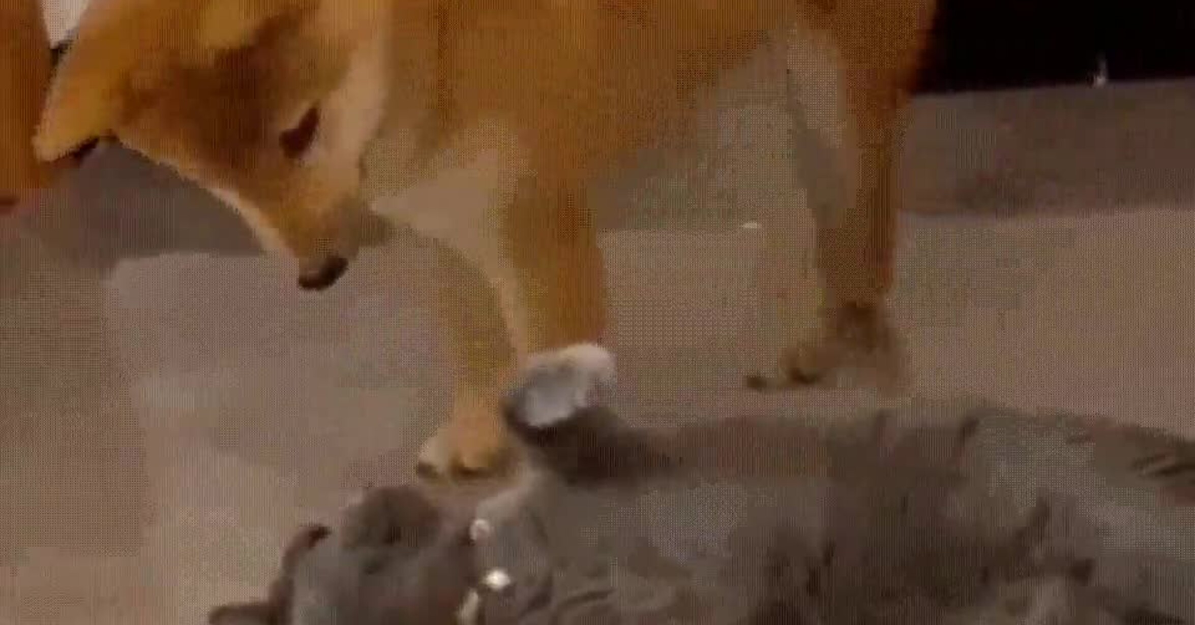 ¡Vaya GIF! / Cuando ibas de campamentos con tus colegas y se tiraban un ... ¡Vaya GIF! / Cuando ibas de campamentos con tus colegas y se tiraban un ...
