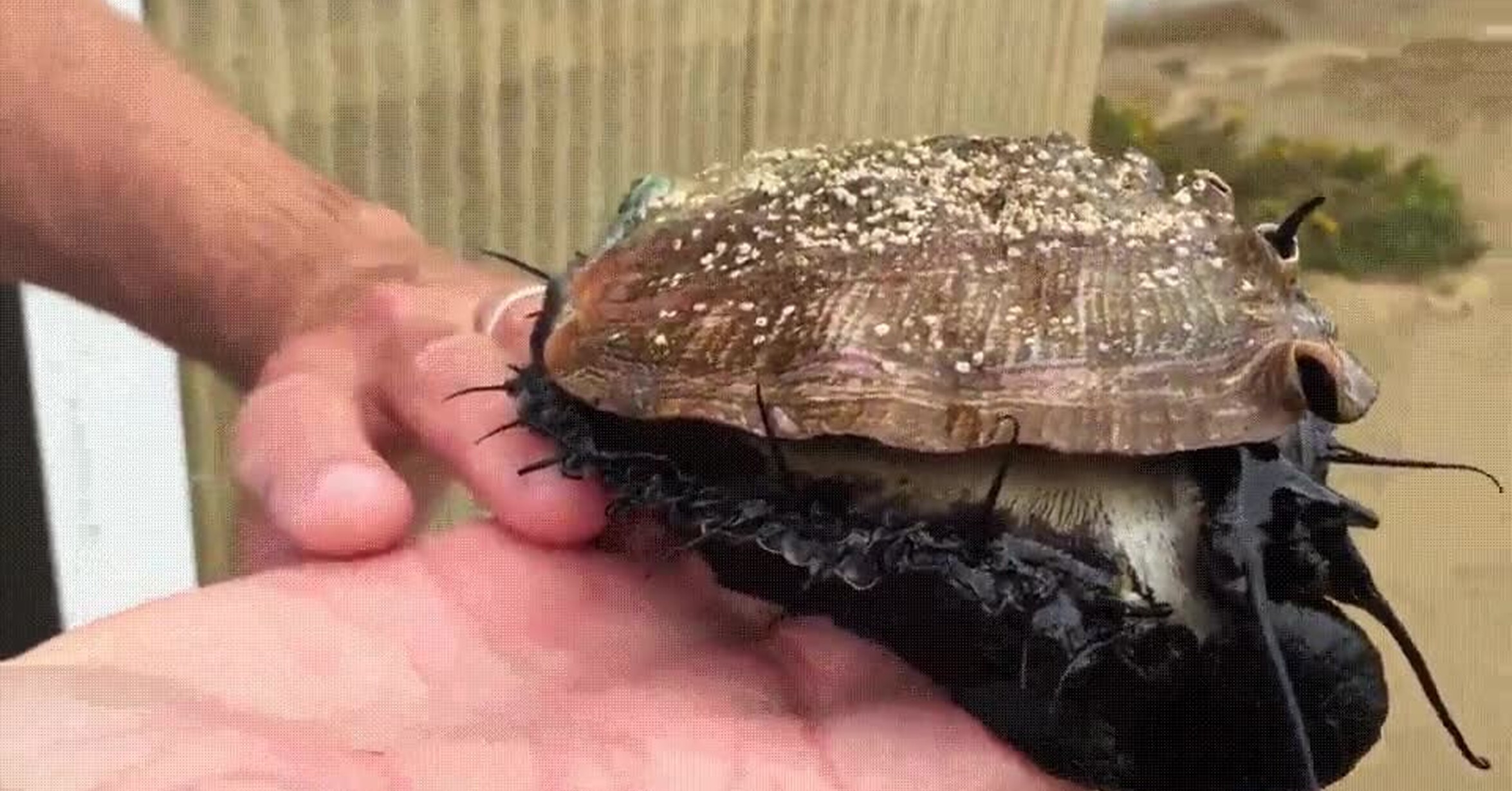¡Vaya GIF! / Conoce a los habitantes de estas conchas de abulón