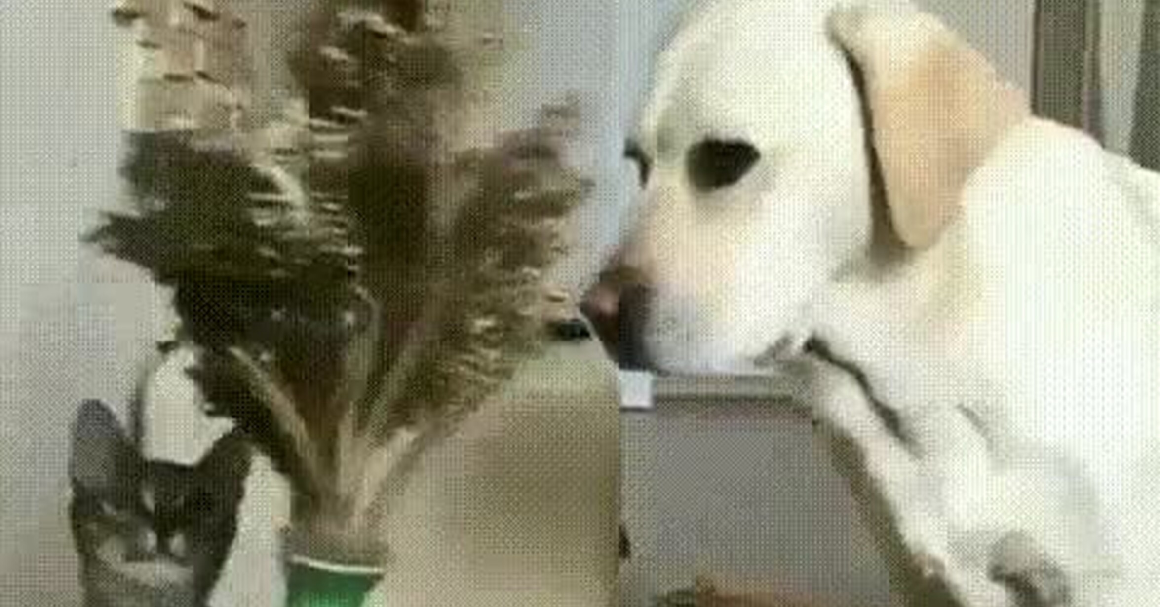 ¡Vaya GIF! / El perro se va a llevar toda la culpa