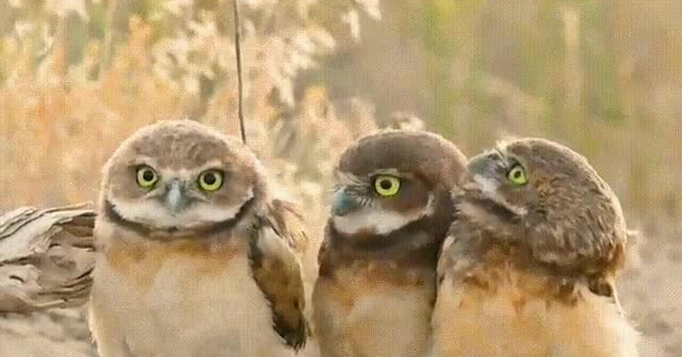 ¡Vaya GIF! / El que lleva el palo siempre es el líder