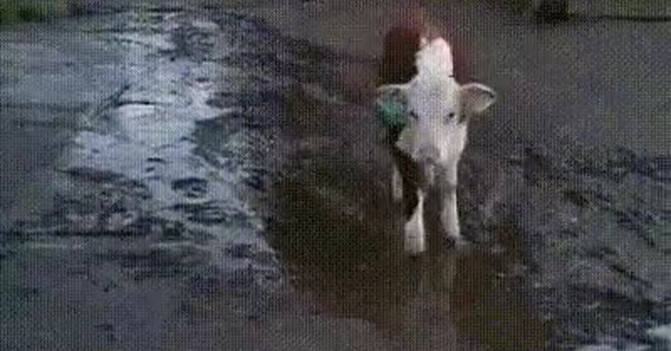 ¡Vaya GIF! / Se nota que ha llegado la hora de la merienda ¡Vaya GIF! / Se nota que ha llegado la hora de la merienda
