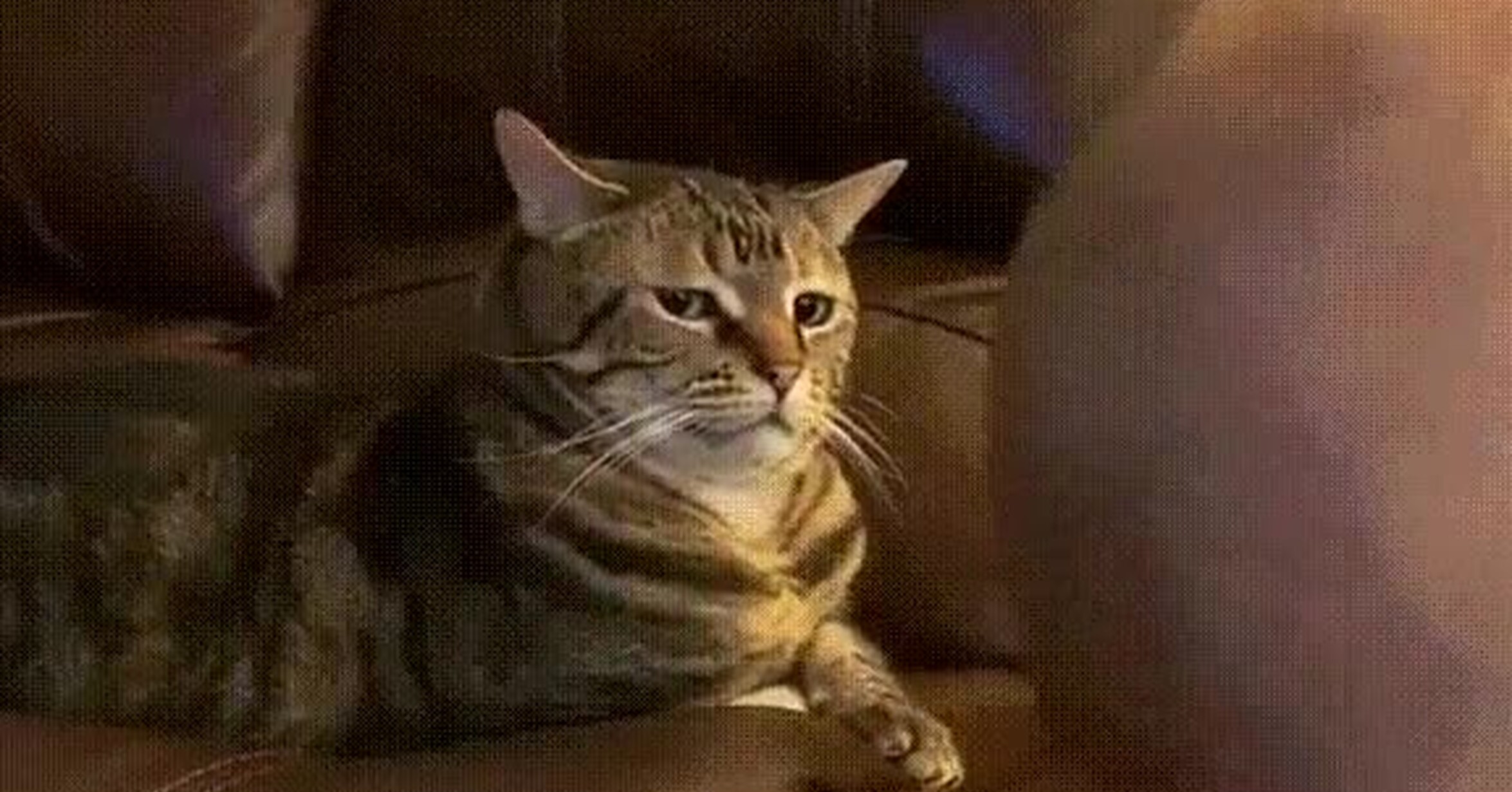 ¡Vaya GIF! / Un gato que te juzga solo con la mirada