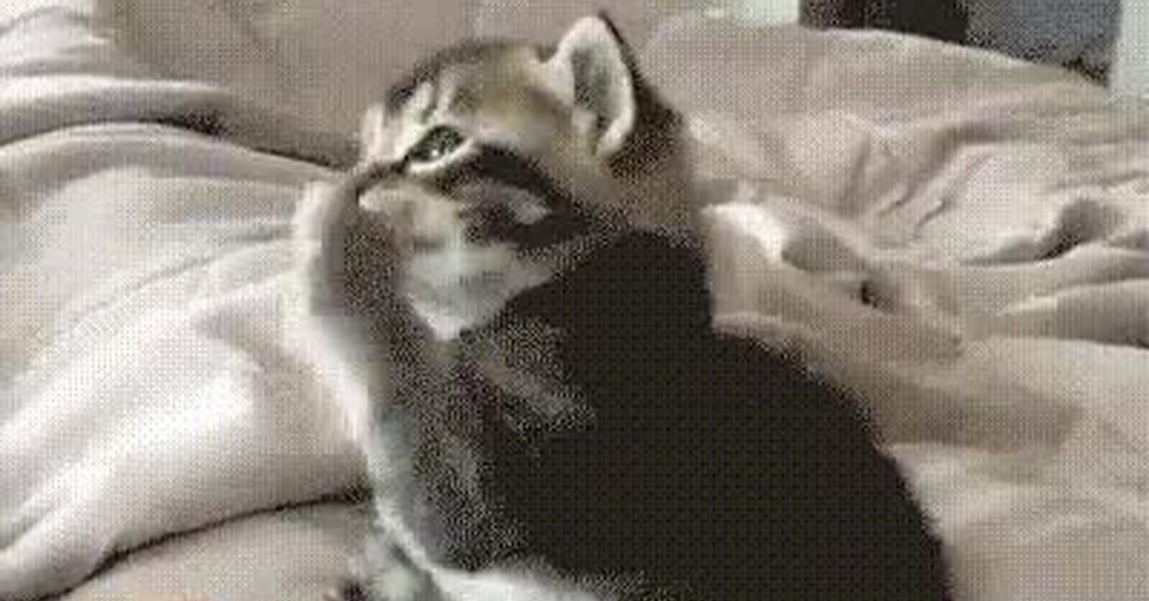 ¡Vaya GIF! / El gato más adorable que he visto en mucho tiempo