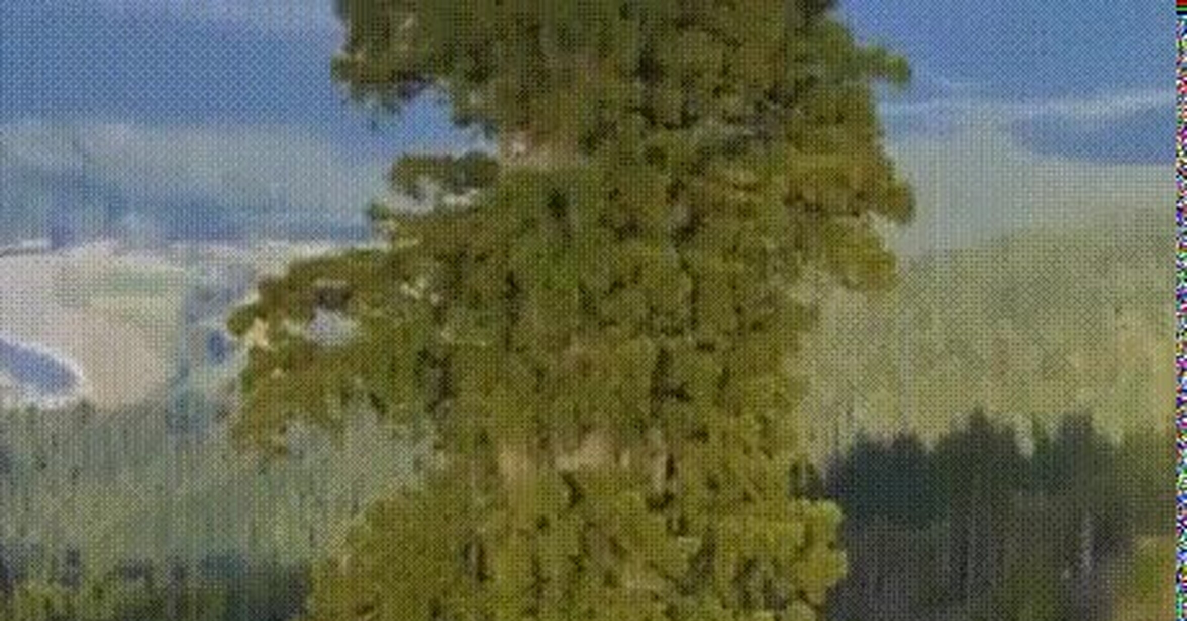 ¡Vaya GIF! / Hyperion, el árbol más alto del mundo