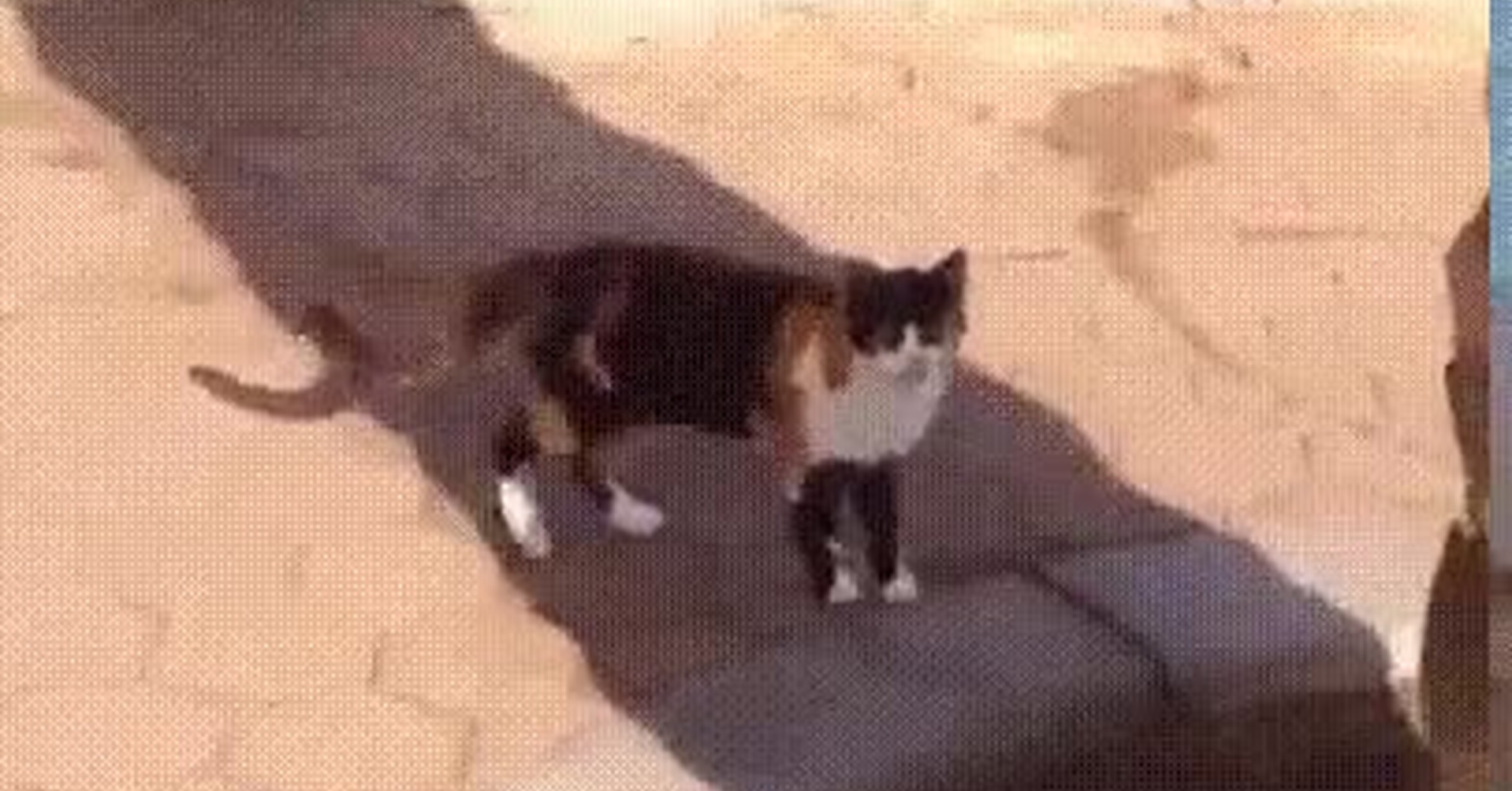 ¡Vaya GIF! / Un gato se encuentra con un amigo después de tiempo sin verlo