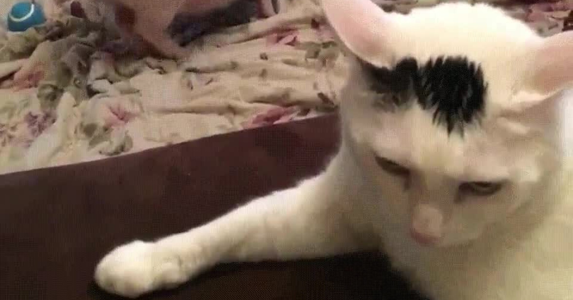 ¡Vaya GIF! / Se nota que el gato está hartísimo de ese cerdito