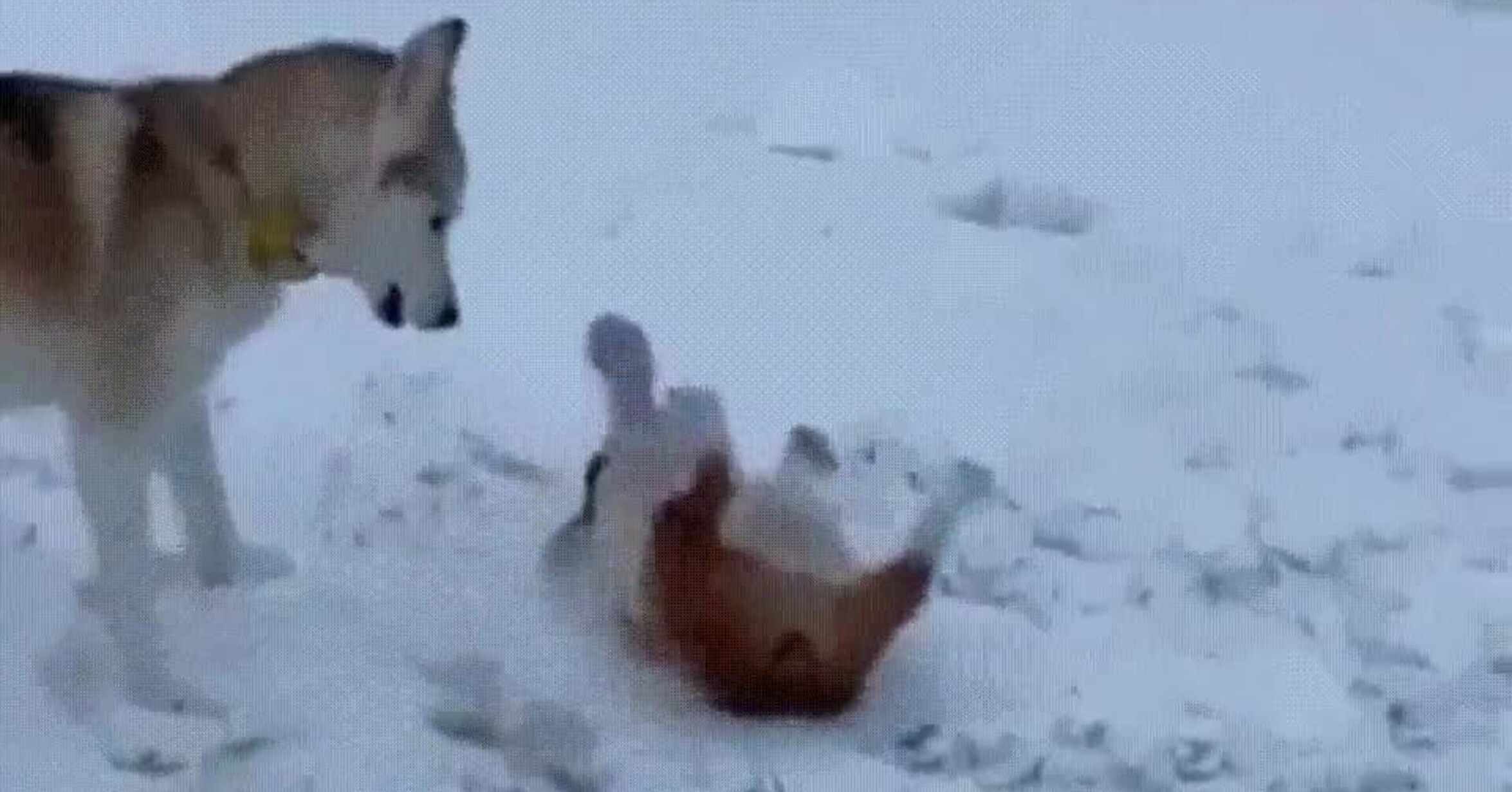 ¡Vaya GIF! / No puede parar de hacer la croqueta