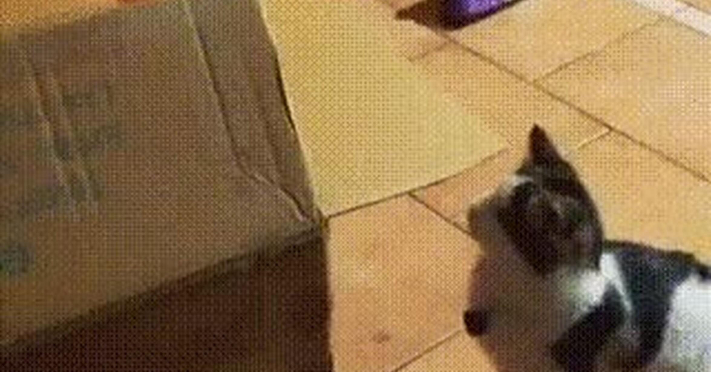 ¡Vaya GIF! / No se esperaba lo que había dentro de la caja