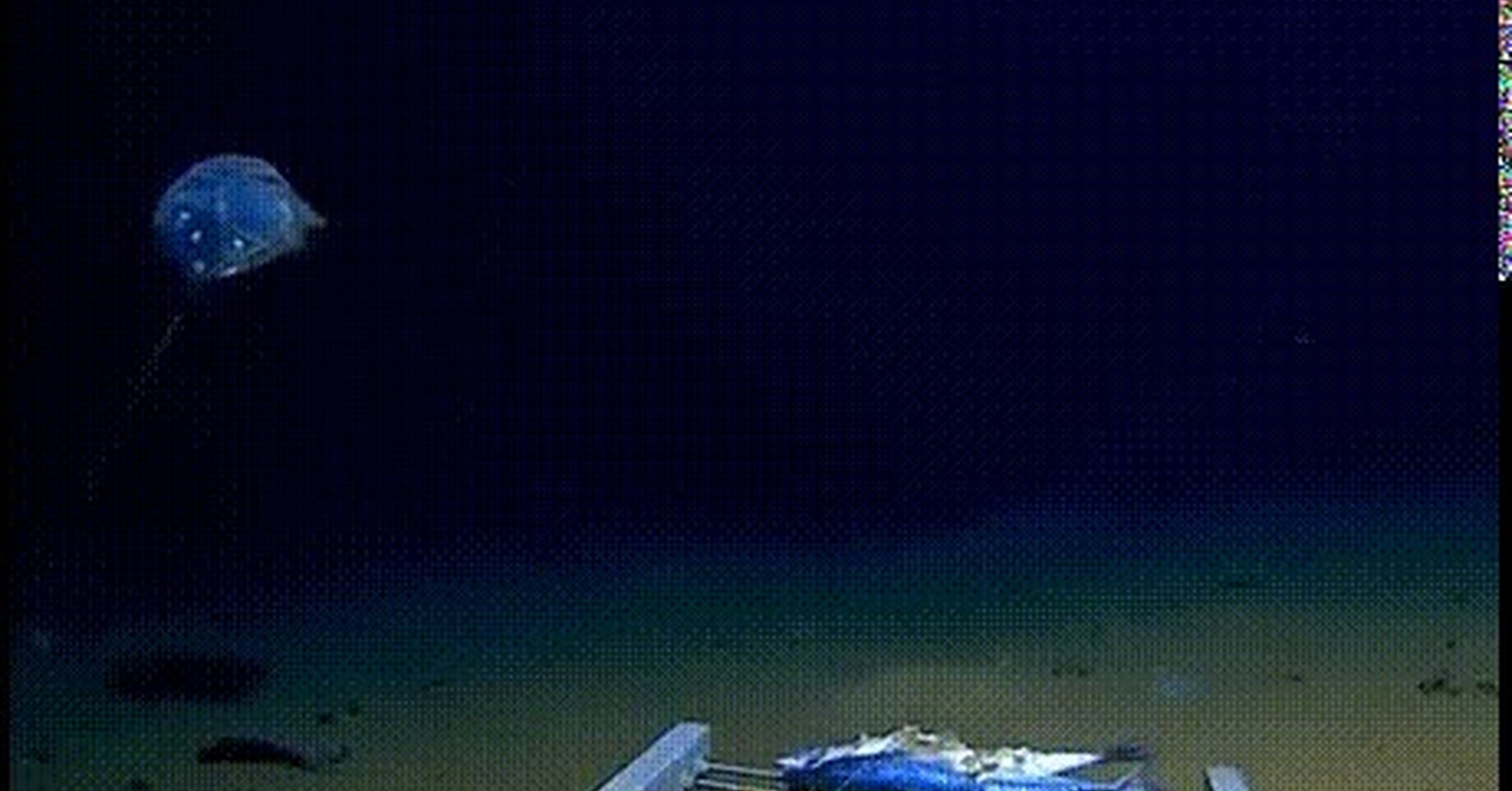 ¡Vaya GIF! / nvestigadores avistaron esta extraña criatura en la Fosa ...