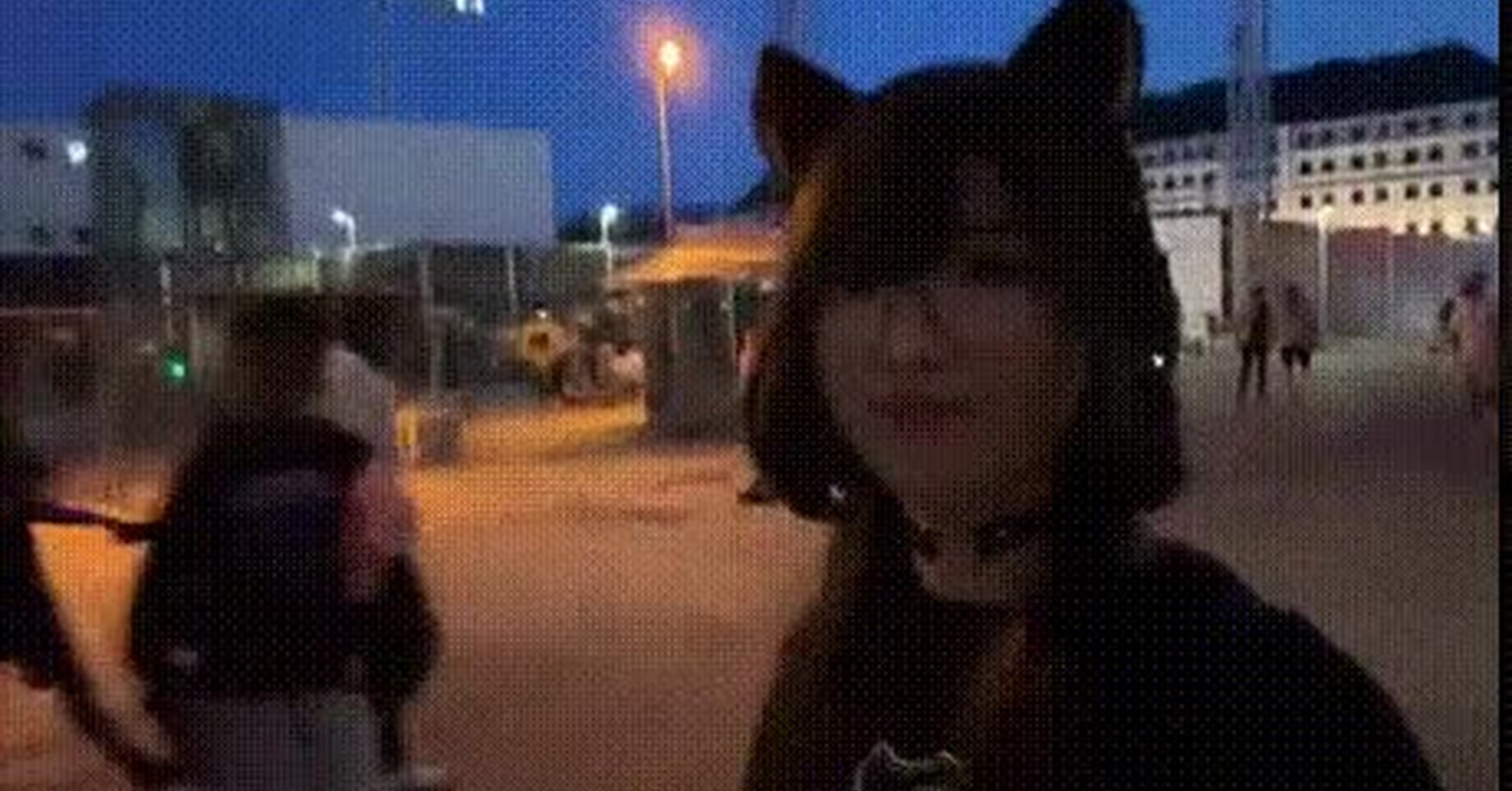 ¡Vaya GIF! / ¿Qué crees que le ha dicho?