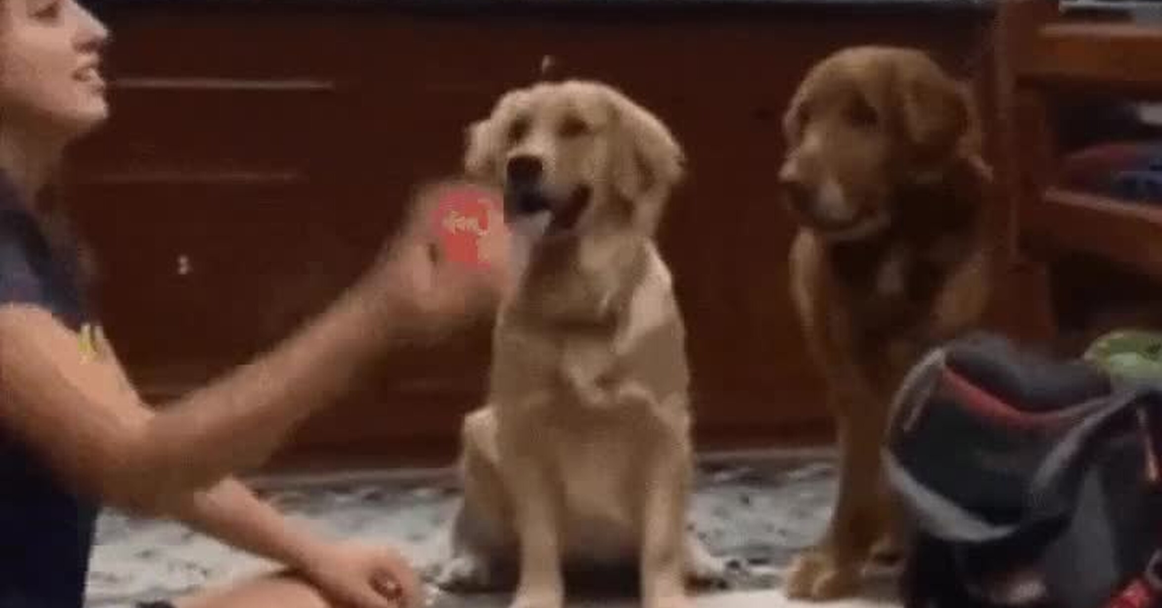 ¡Vaya GIF! / Los perros se quedan flipando