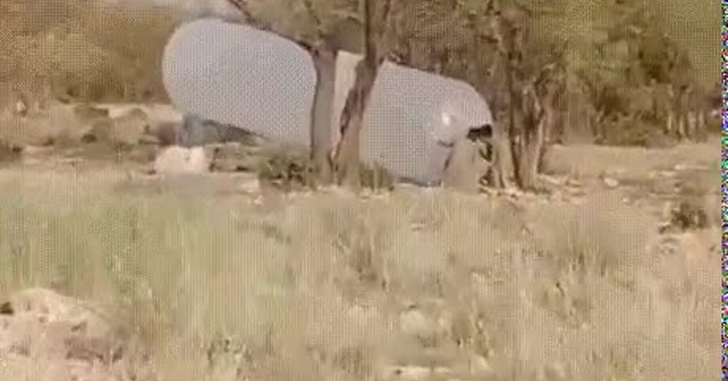 ¡Vaya GIF! / ¿Capitán estás ahí?