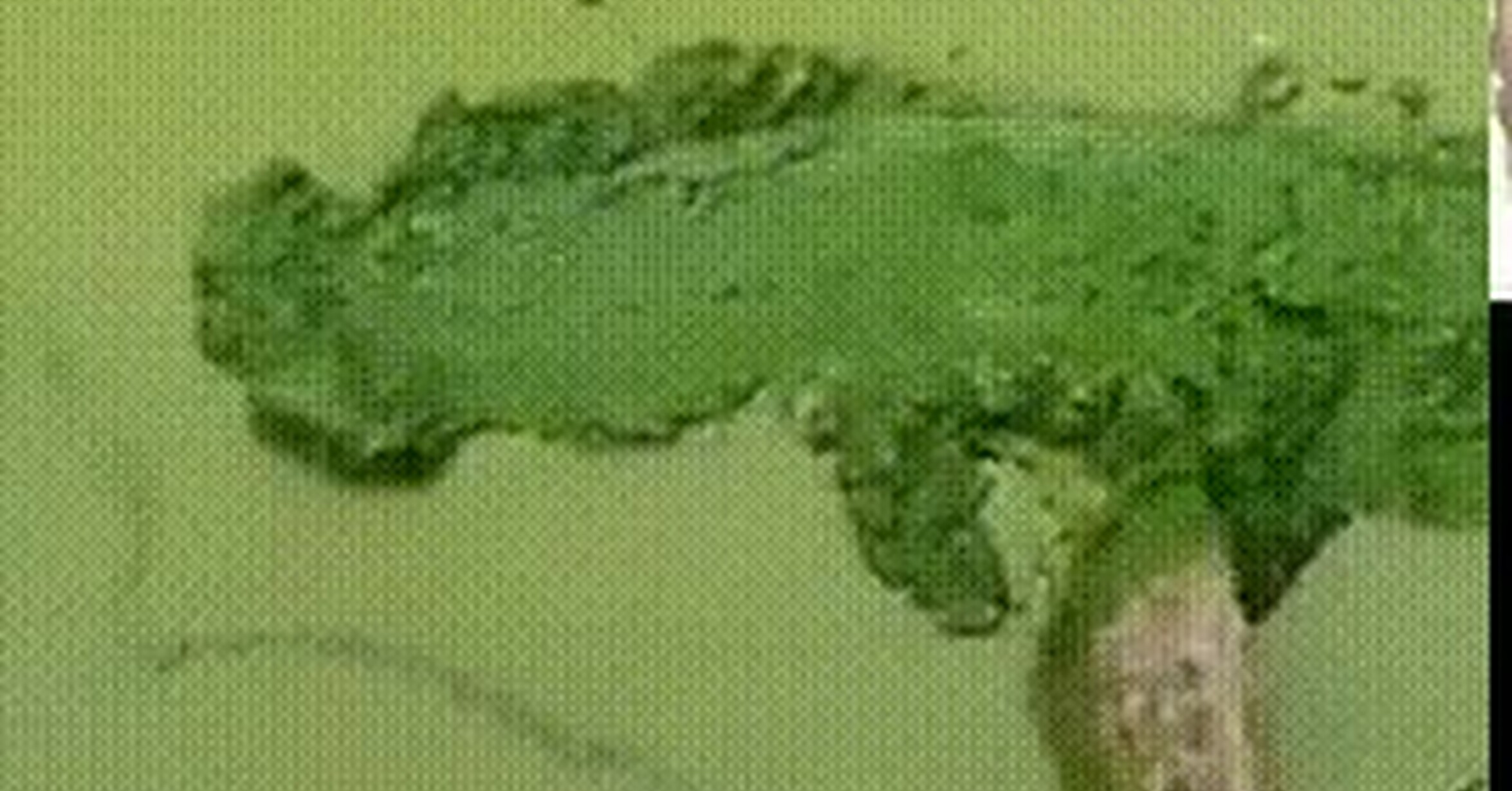 ¡Vaya GIF! / Lough Neagh, el lago más grande de Irlanda, está siendo ...