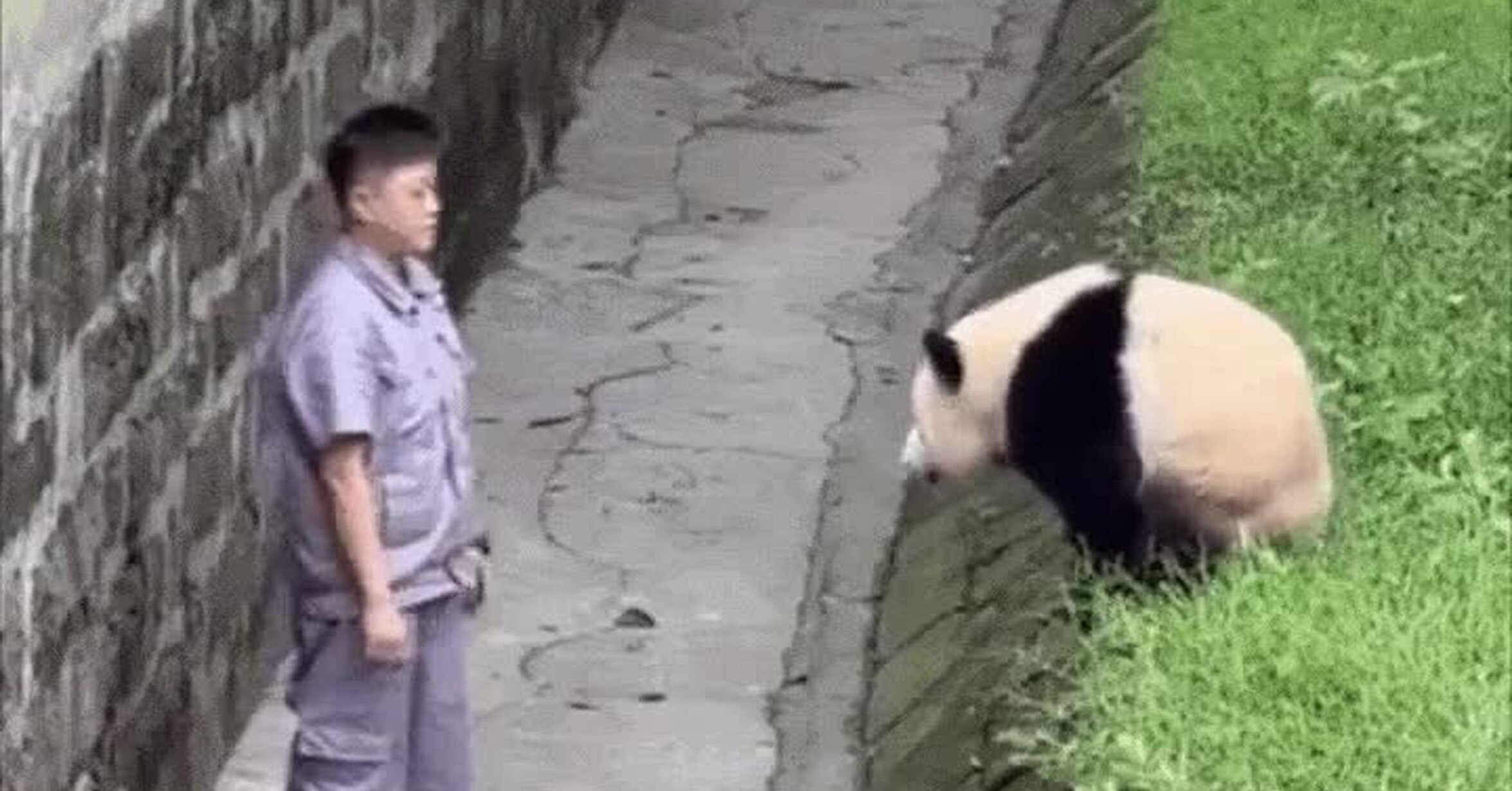 ¡Vaya GIF! / Salto de fe versión panda