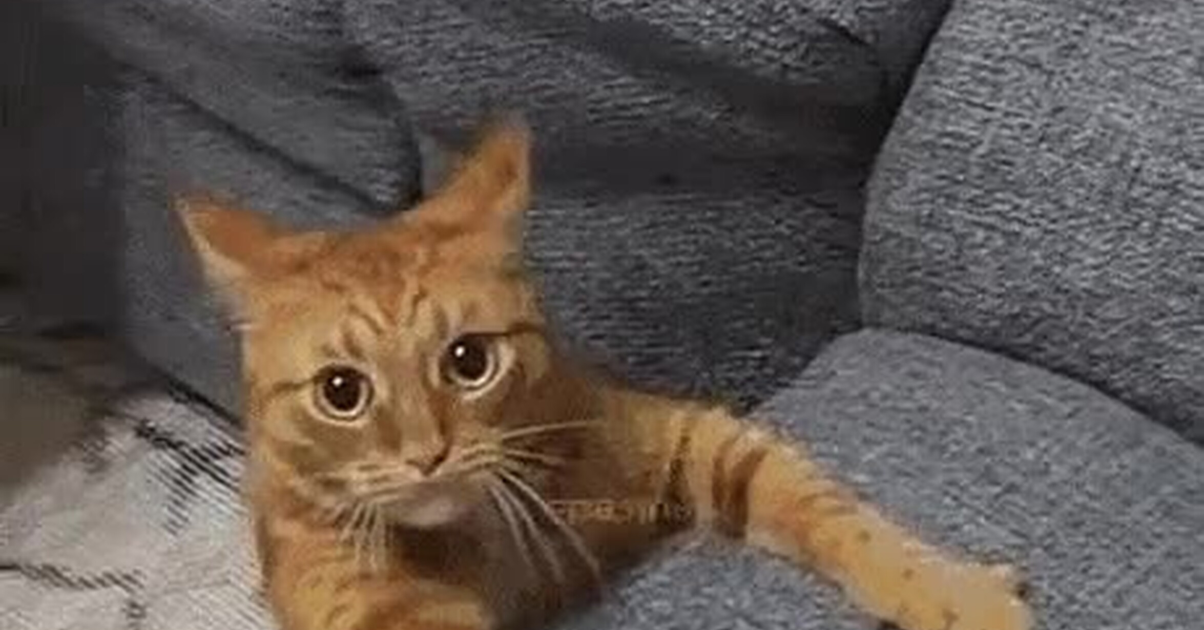 ¡Vaya GIF! / Creo que mi gato está un pelín sobreexcitado