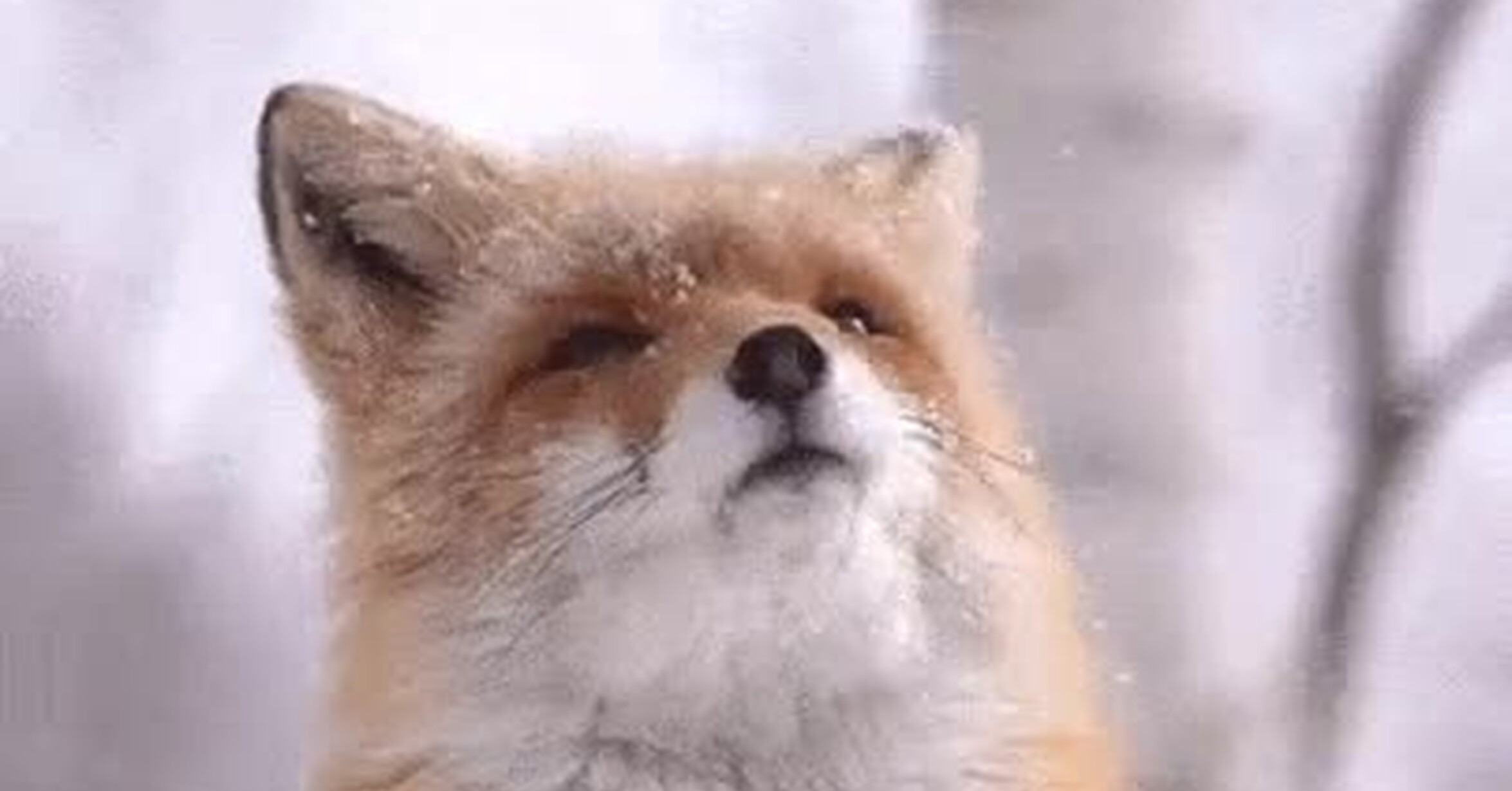 ¡Vaya GIF! / Un zorro disfrutando de un día de nieve