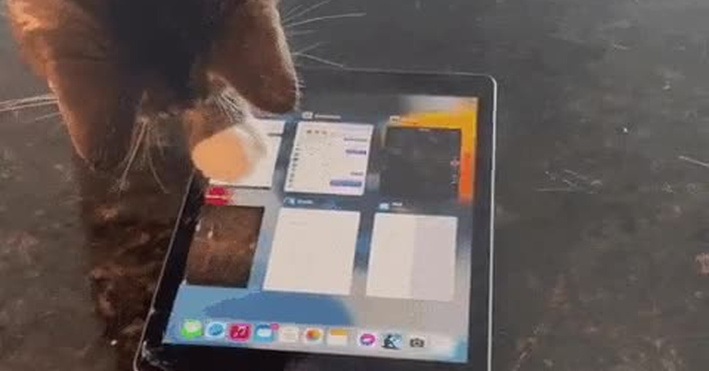 ¡Vaya GIF! / Maneja el iPad mejor que muchos de nosotros