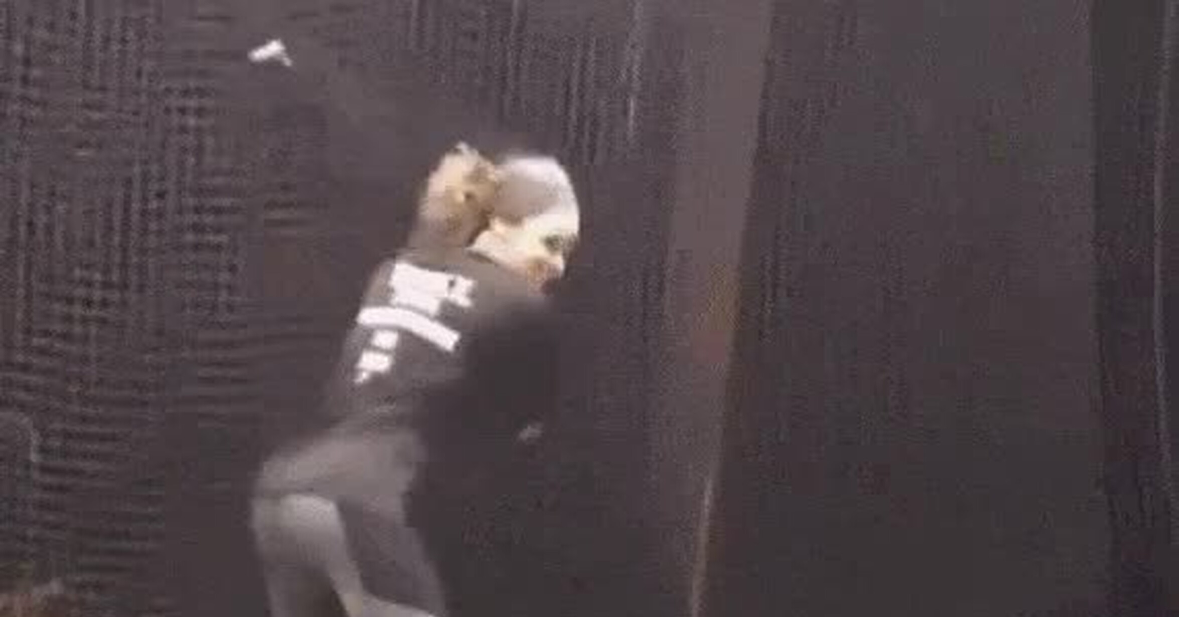 ¡Vaya GIF! / Cuidado con el susto