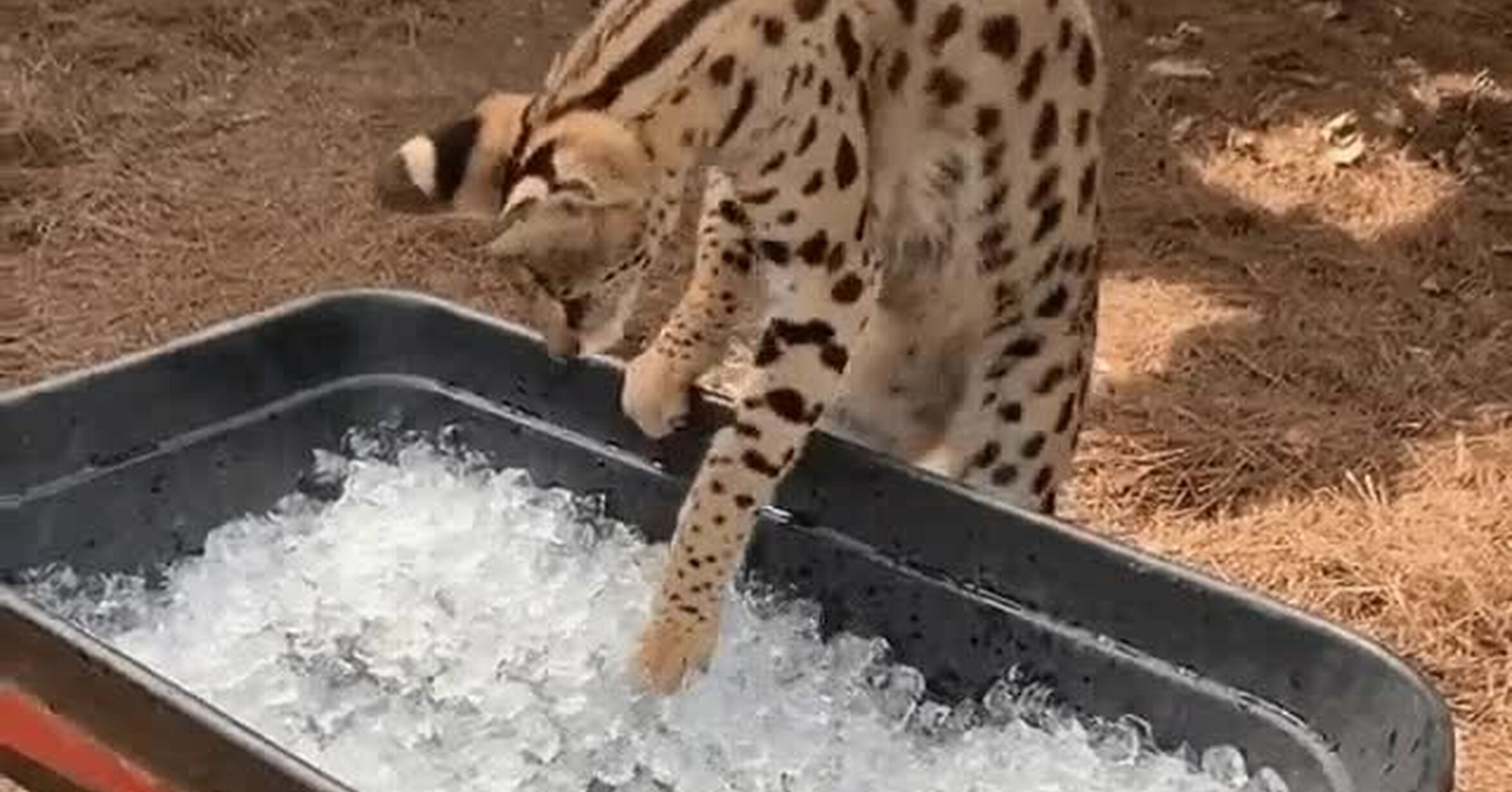 ¡Vaya GIF! / La primera vez de un Ocelote viendo hielo