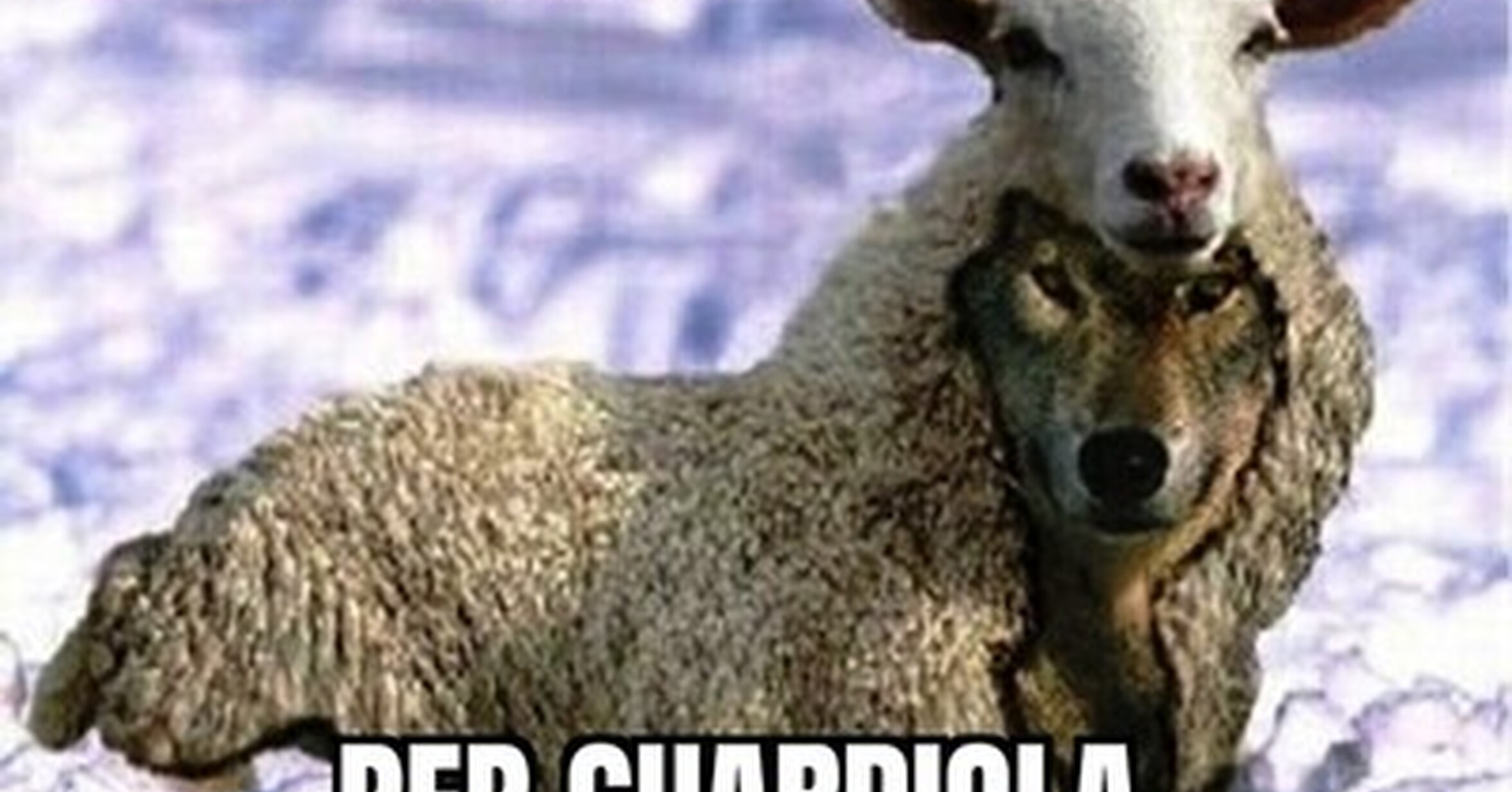 [ MEMEDEPORTES ] Que se te nota Pep. Un lobo con piel de cordero.