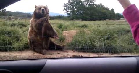 ¡No tengo tele! / Oso saludando