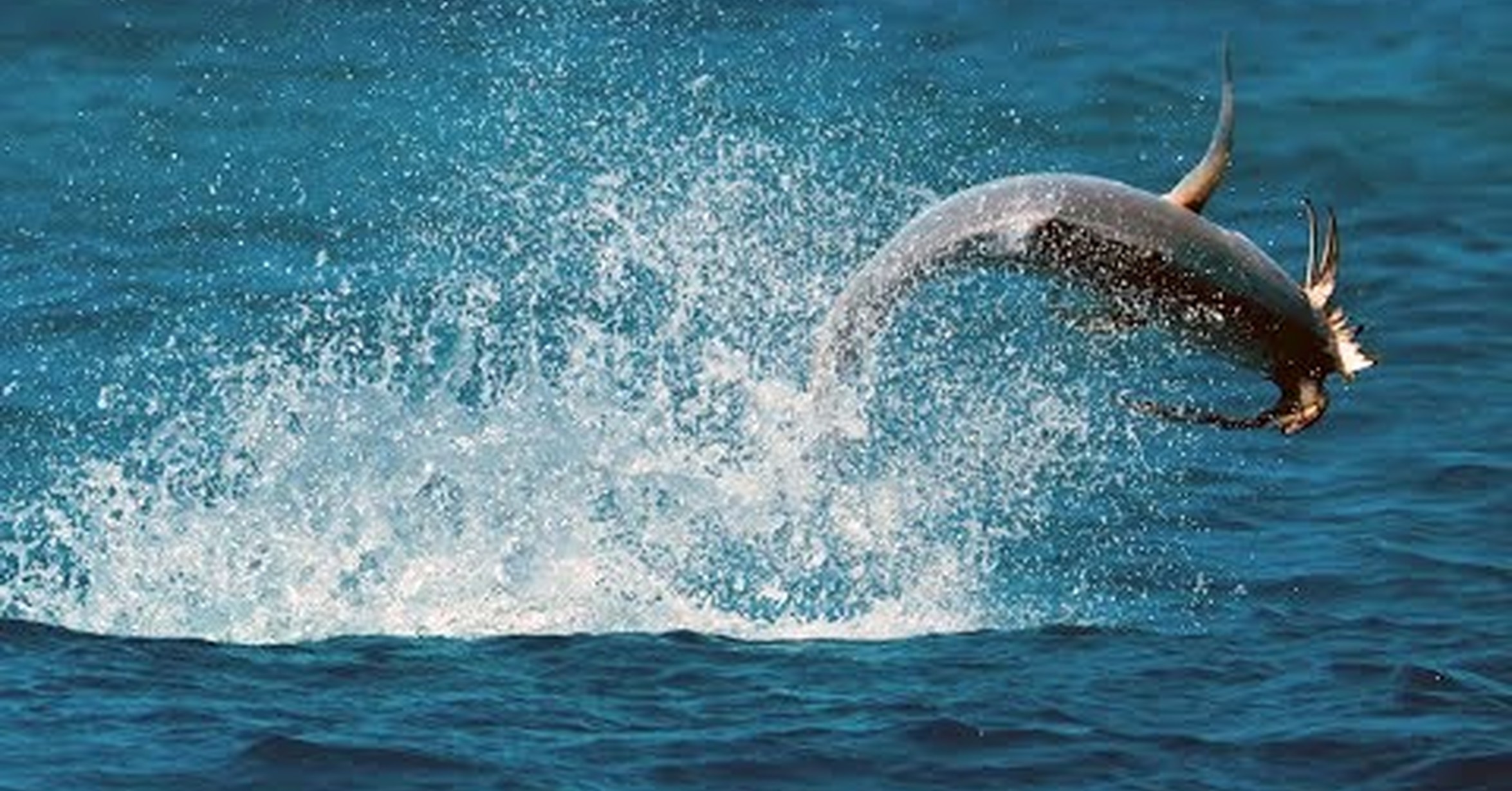 ¡No tengo tele! / Peces contra pájaros en el agua