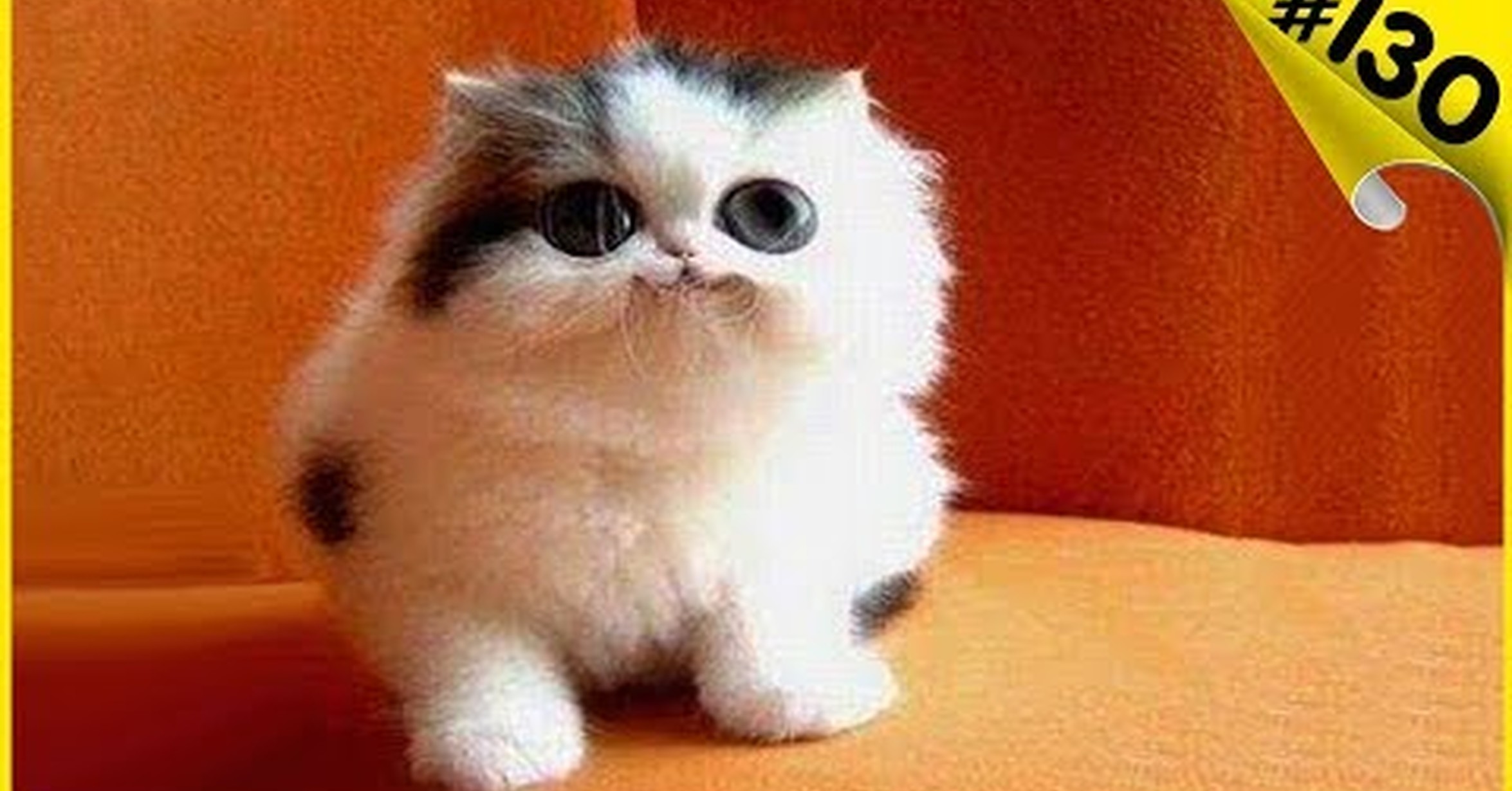 ¡no Tengo Tele Recopilación De Gatitos Monos Para Empezar Bien El Sábado