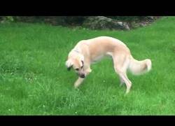 Cuánto cabrón / El perro burlón