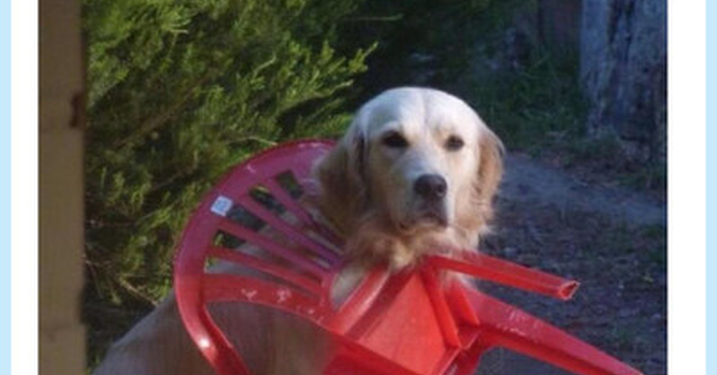 VEF > Visto en las Redes > Pareces más tonto, por @Animal_Viral