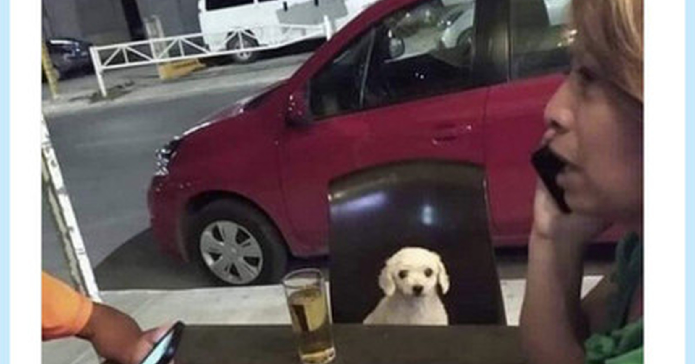 VEF > Visto en las Redes > I FEEL LIKE A PERRITO QUE NO SE ENTERA DE ...