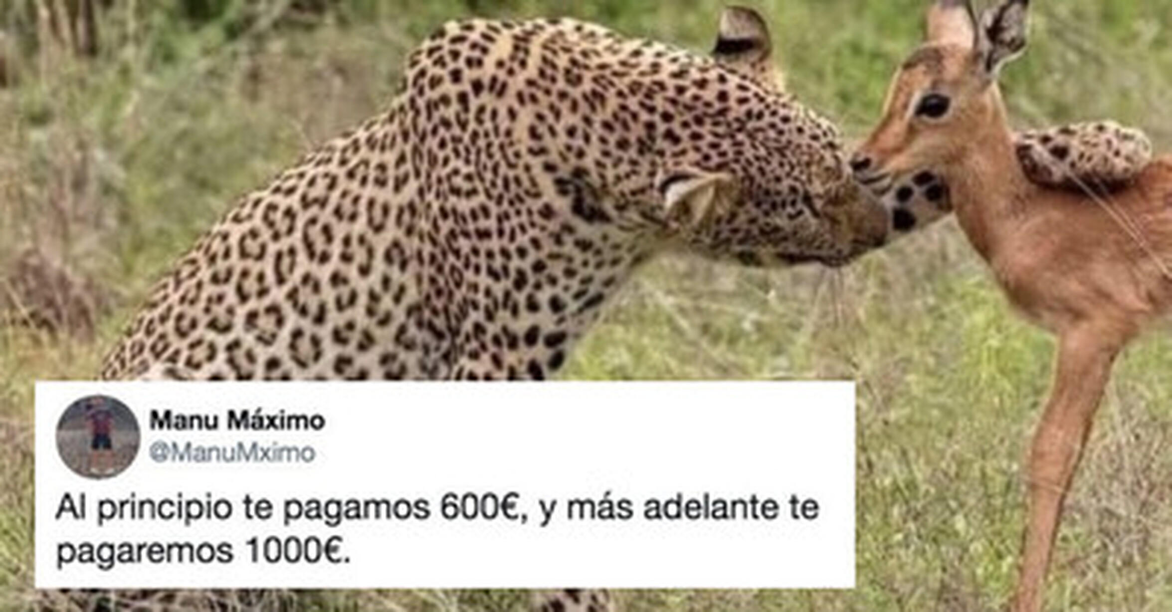 VEF > Visto en las Redes > Esta foto de un guepardo amenazando a un ...