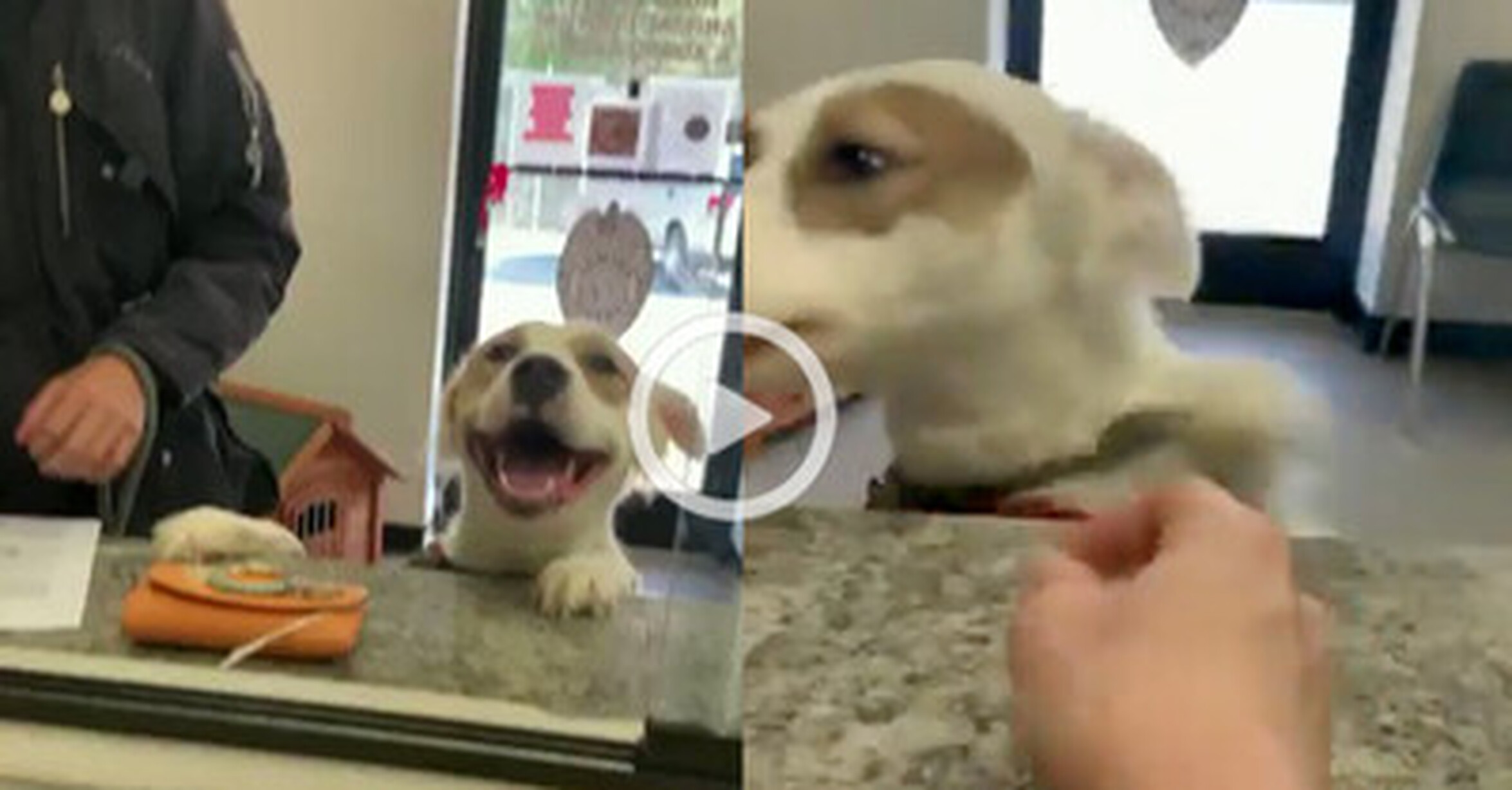 VEF > Visto en las Redes > La inmensa alegría de este perrete tras ser ...