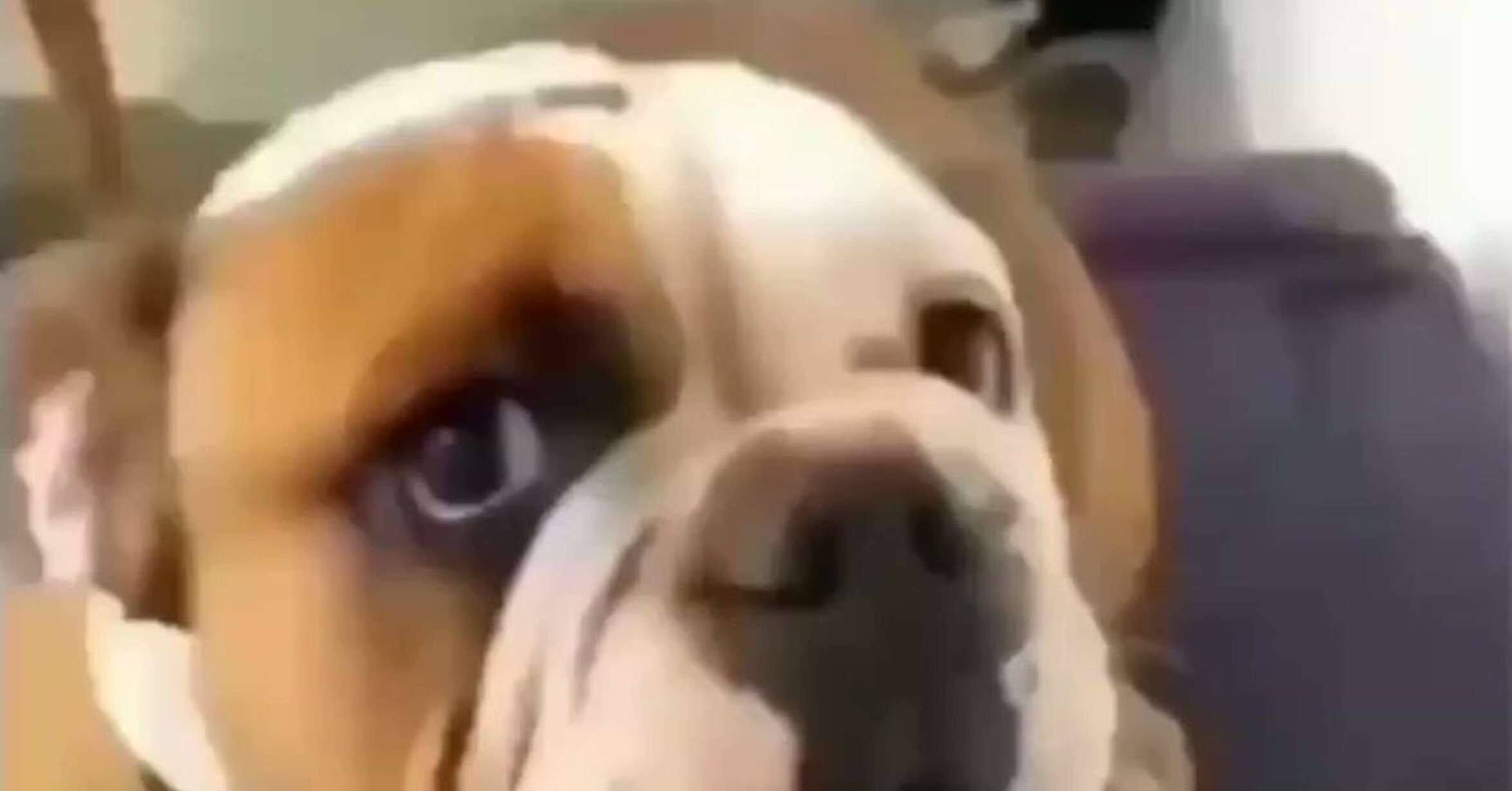 VEF > Visto en las Redes > El perro que bendice, por @atr_ahre