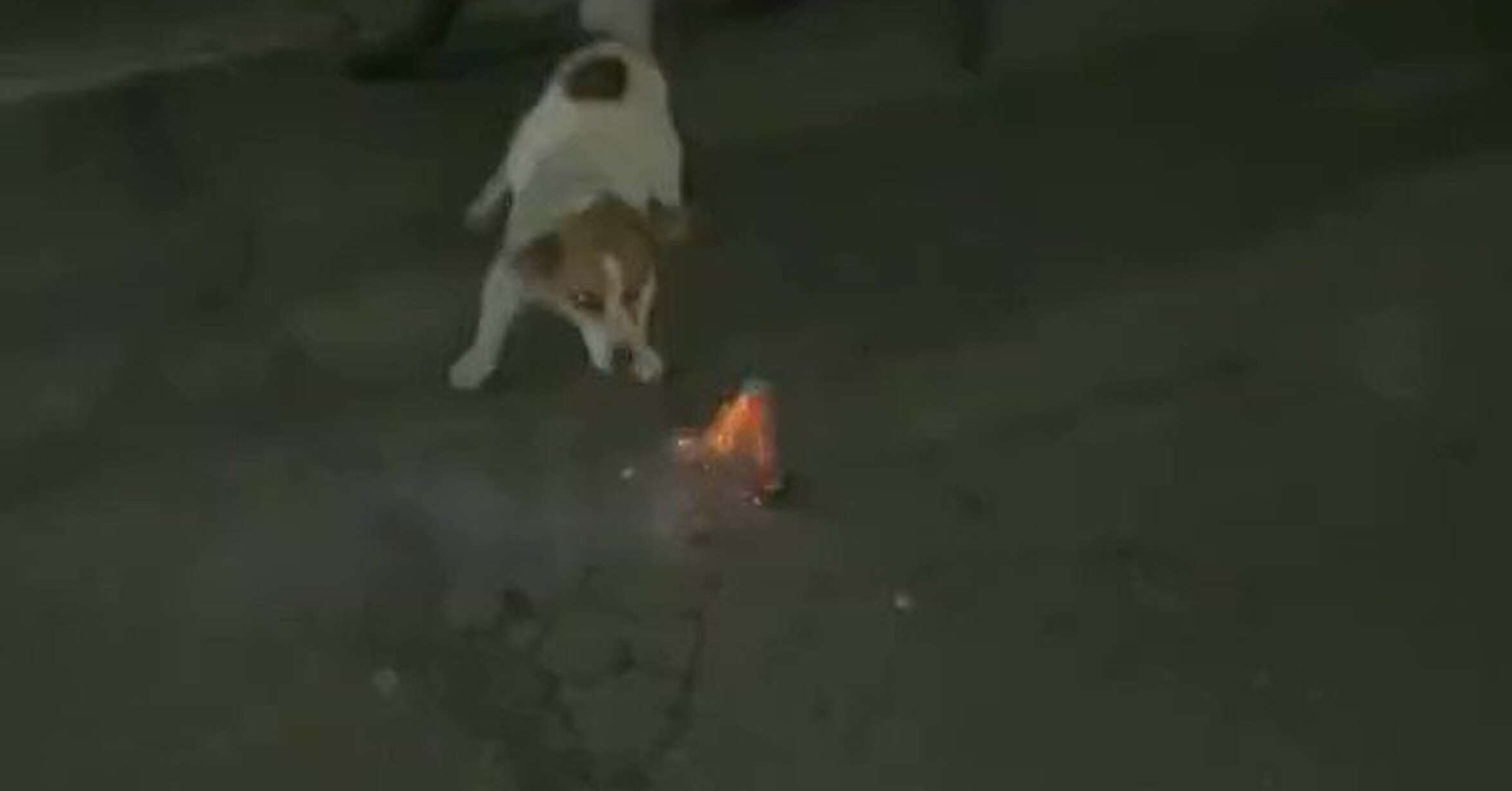 VEF > Visto en las Redes > Tremendo trolazo el perro, por @rufianmelancoli