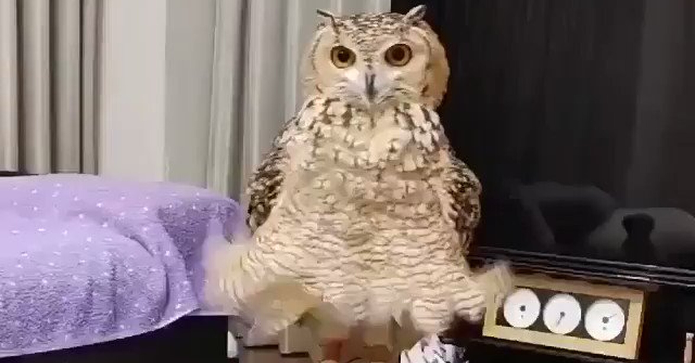 VEF > Visto en las Redes > Marylin Monowl, por @buitengebieden