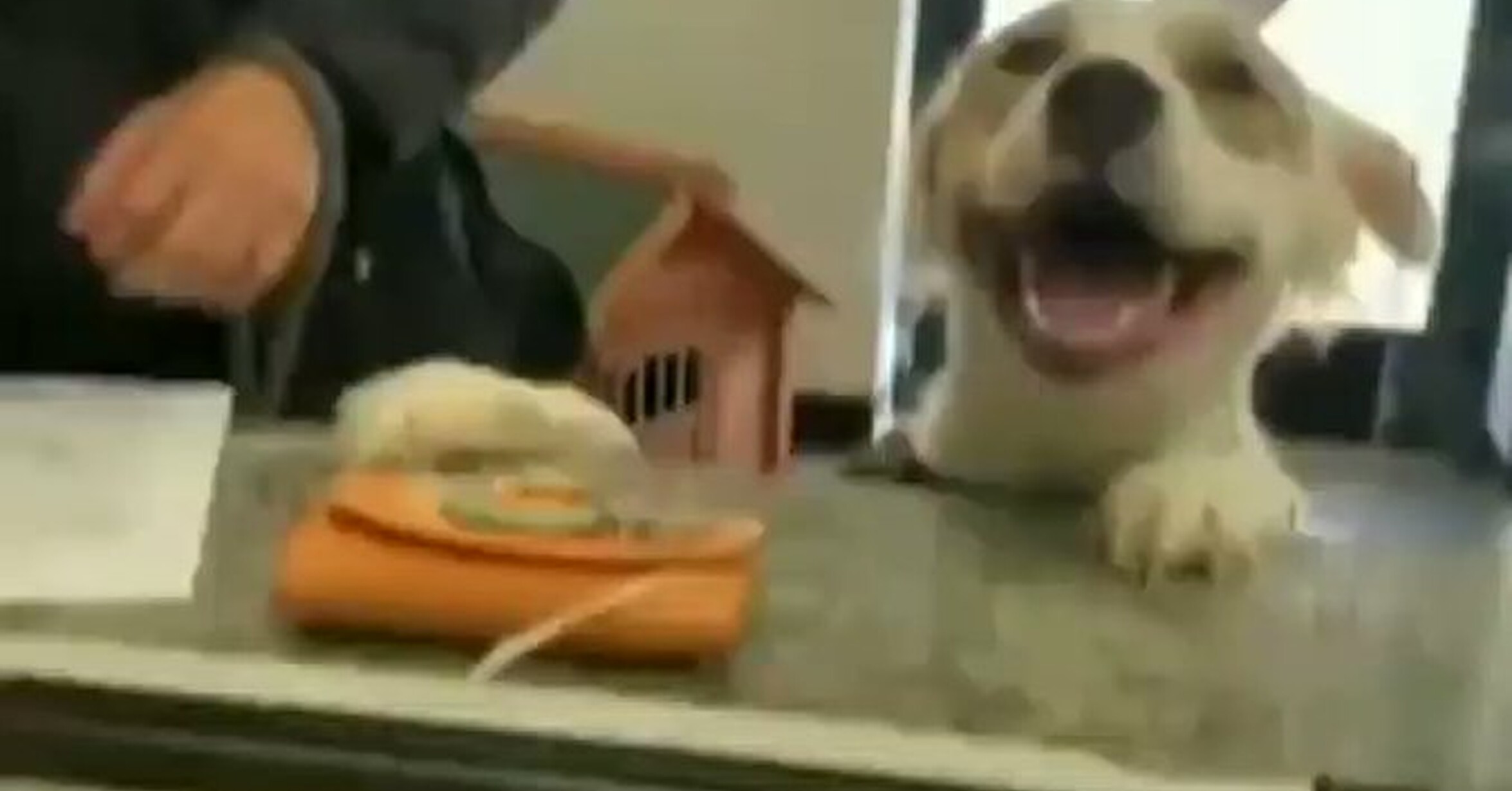 VEF > Visto en las Redes > Flipando con su nueva vida, por @atr_ahre