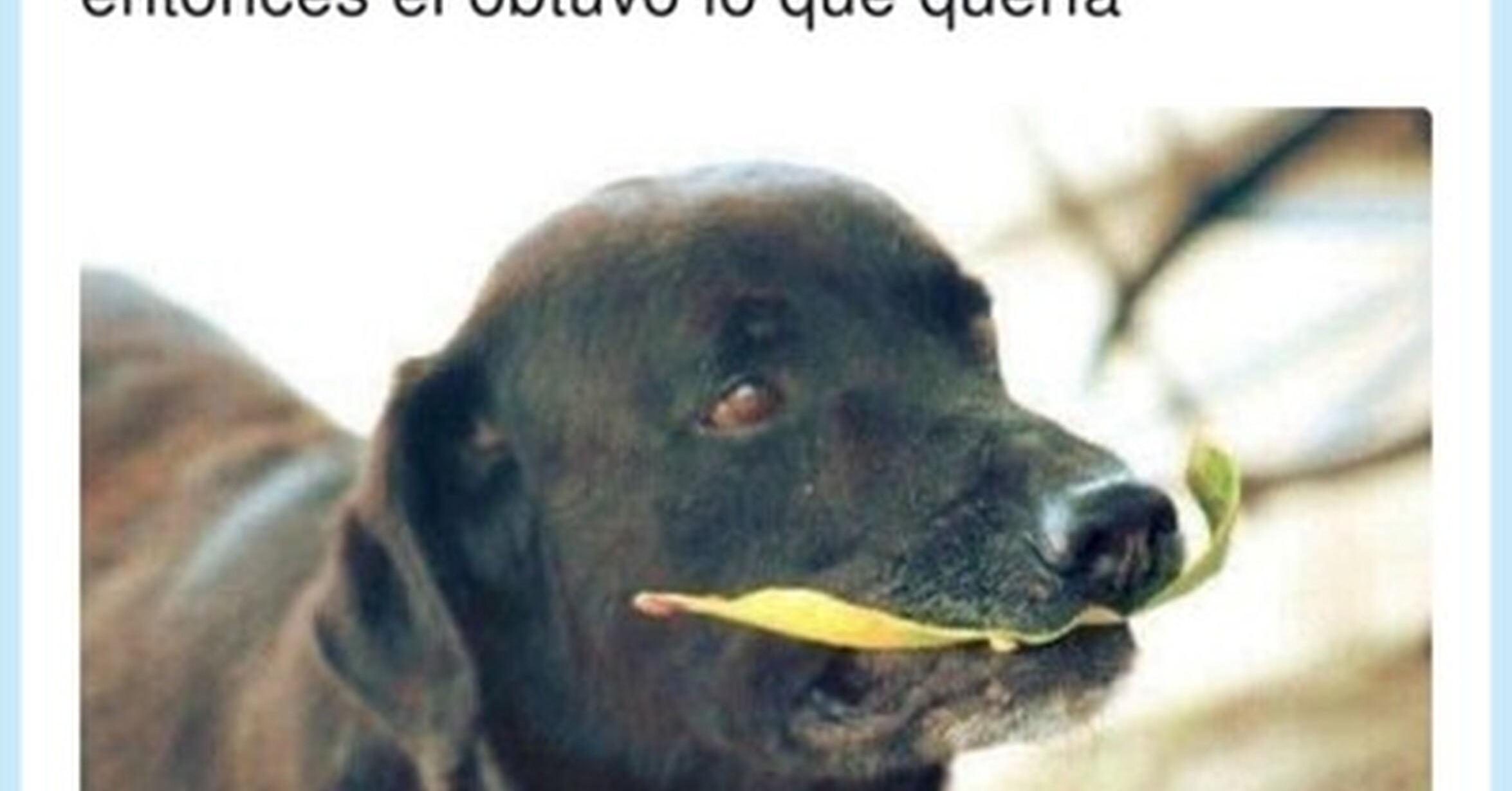 VEF > Visto en las Redes > Bien inteligente el perro, sabe que el papel ... VEF > Visto en las Redes > Bien inteligente el perro, sabe que el papel ...