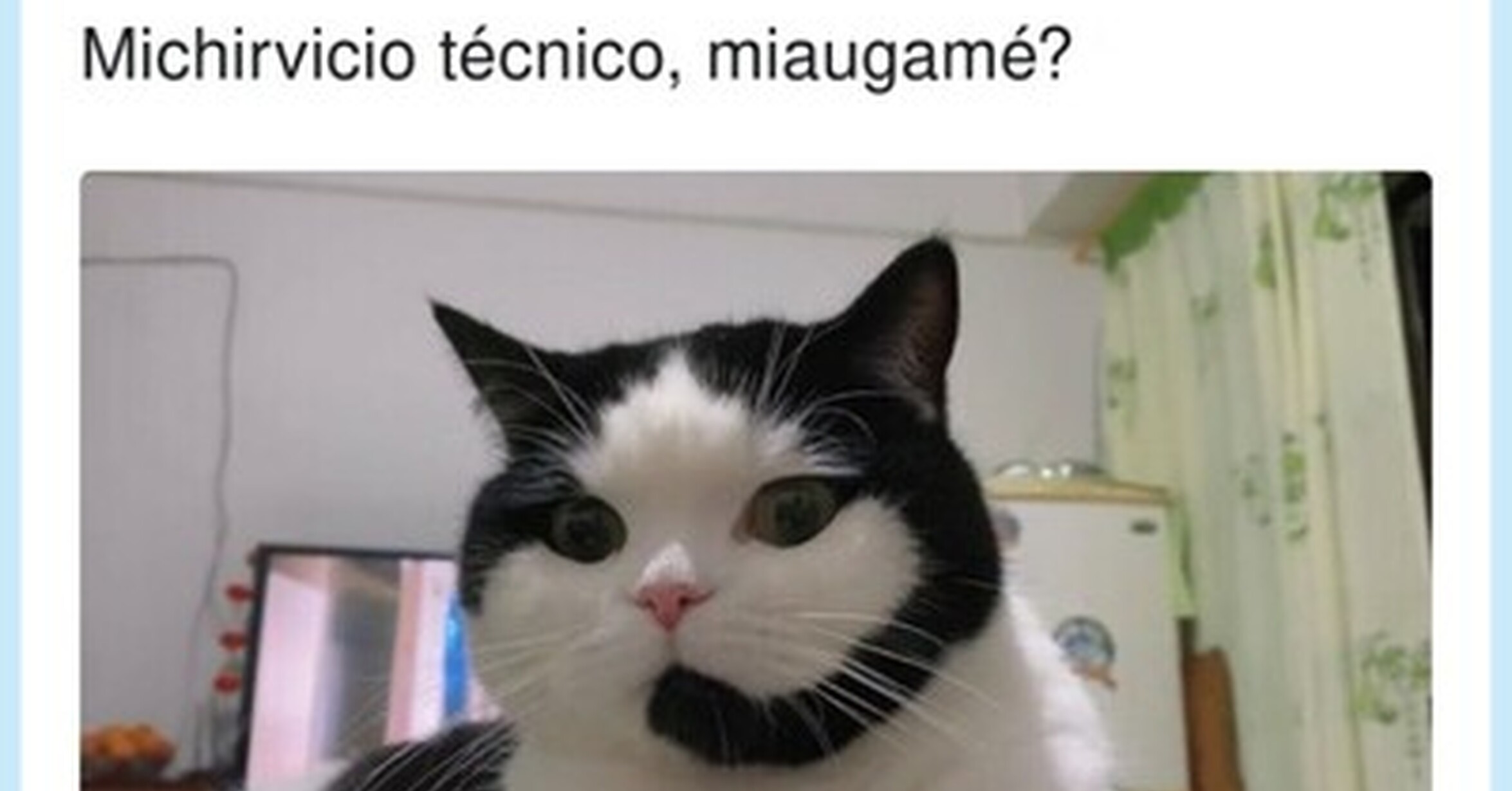 VEF > Visto en las Redes > ¡Un gato gamer!, por @stroggxp