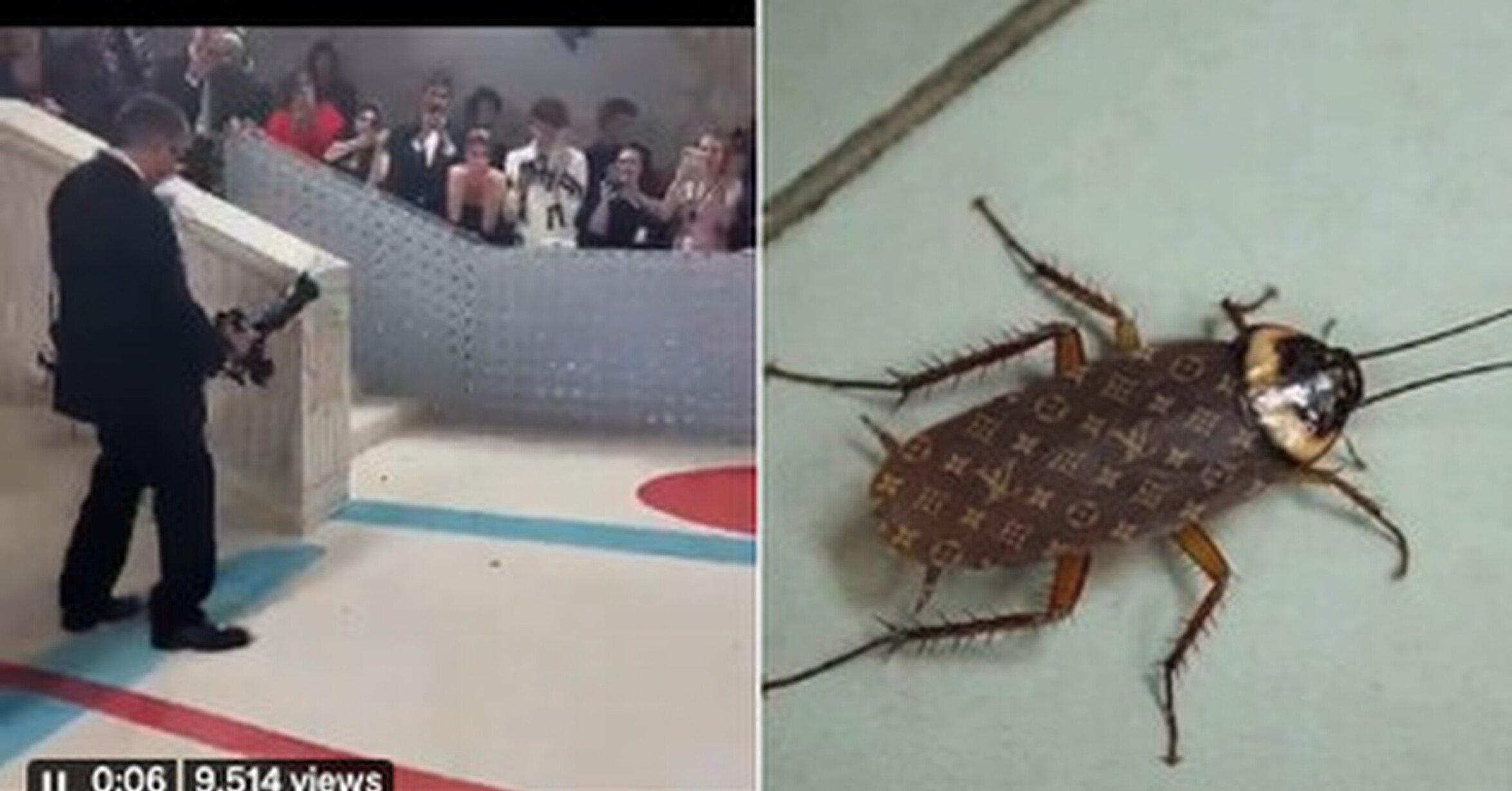 VEF > Visto en las Redes > Esta cucaracha se pasea por la alfombra roja ...