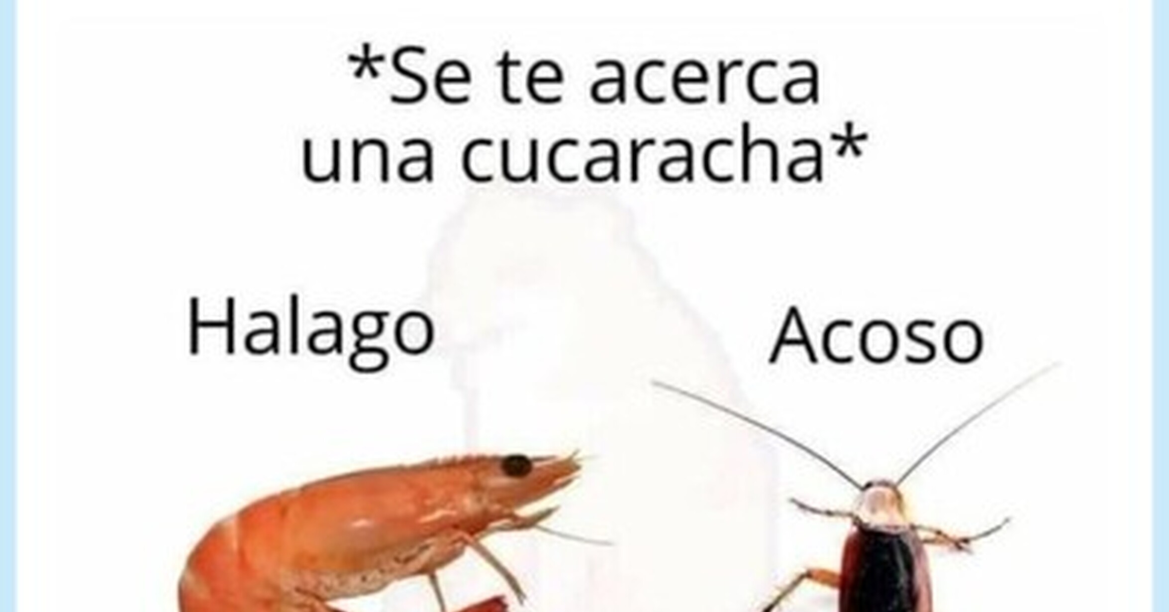 VEF > Visto en las Redes > Cucaracha terrestre vs cucaracha acuática ...