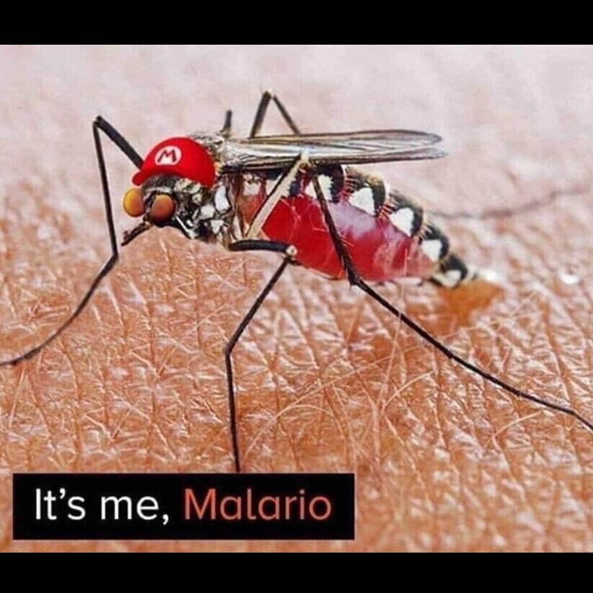 Top 4 memes de mosquito