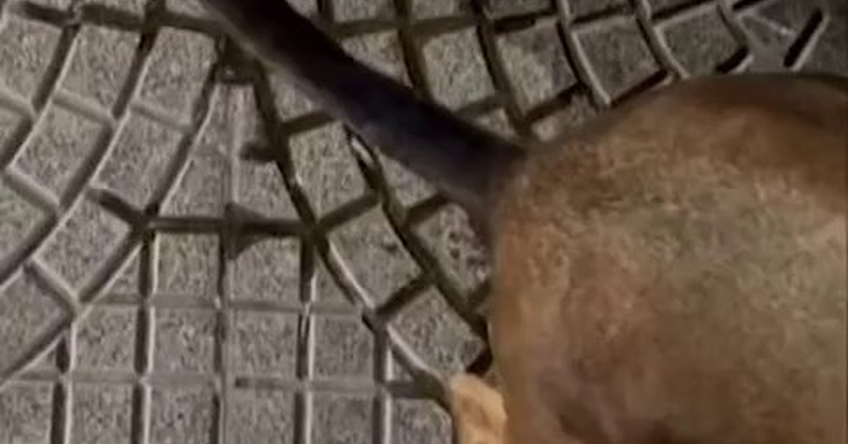 Top 1753 memes de Diploma Para Imprimir Con Game Boy Printer