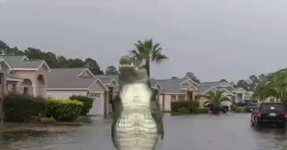 Top 2 memes de caimanes