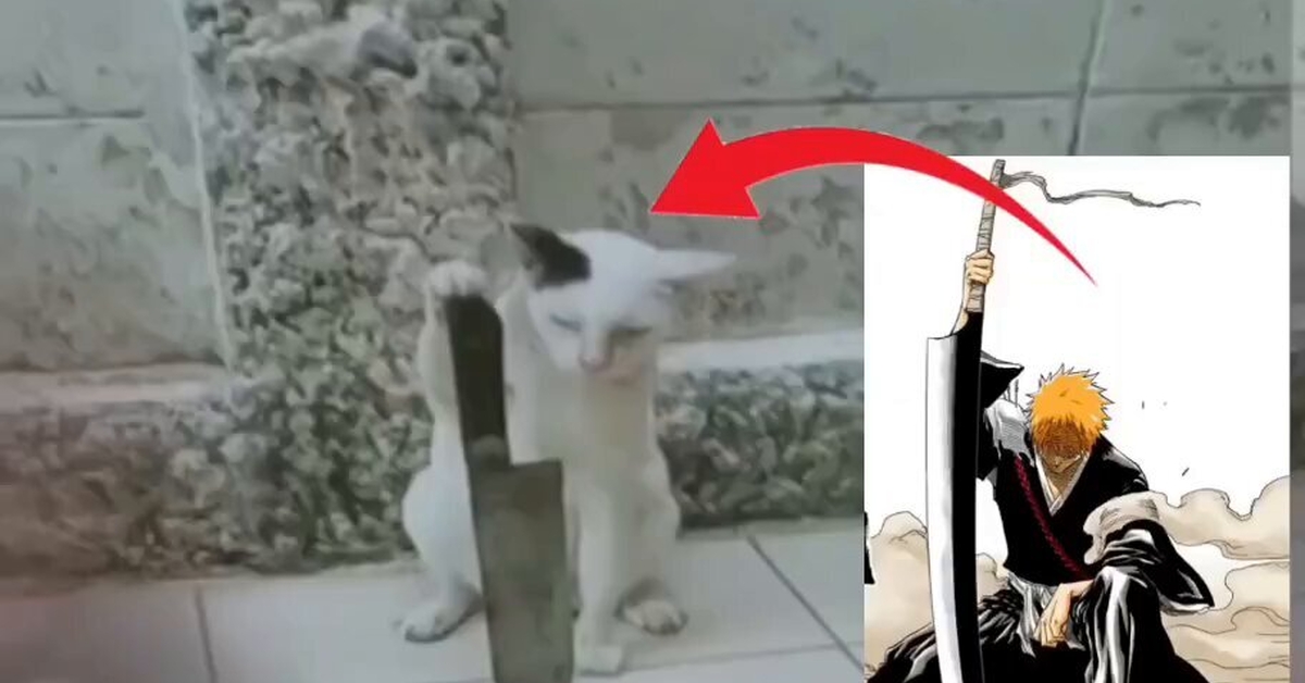 Mi gato al enterarse que le puse 'Ichigo'