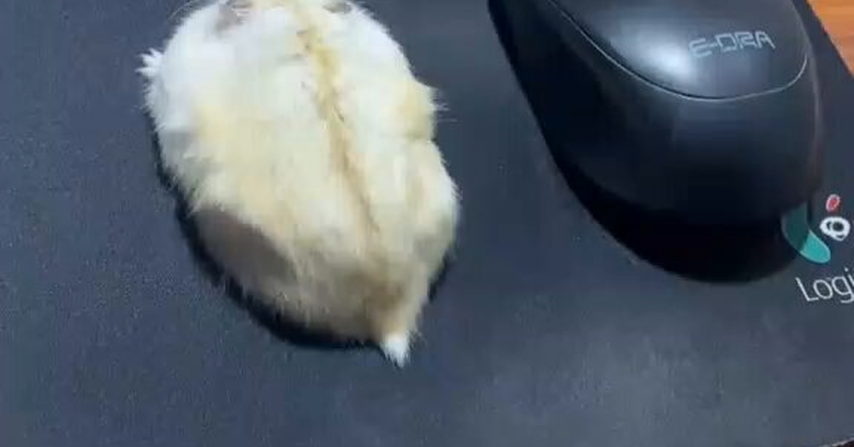 Con razón le llaman "ratón" al animal ese...